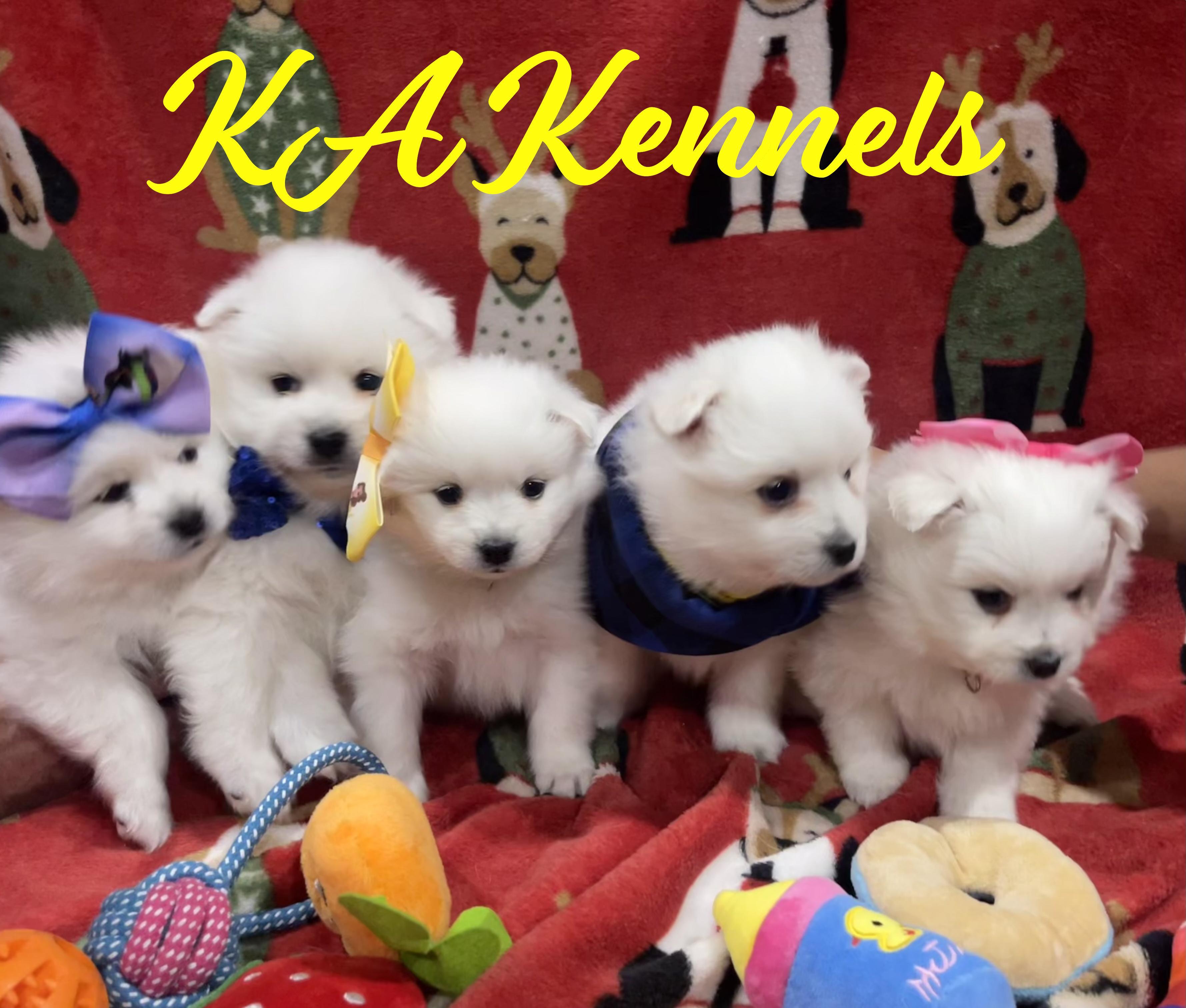 Ketura’s Angels Kennels in Utah | American Eskimo Dog puppies | Good Dog