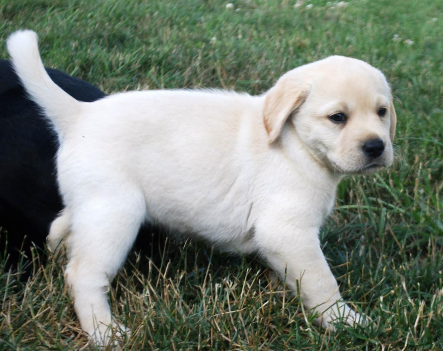 WFH Labradors in Virginia | Labrador Retriever puppies | Good Dog
