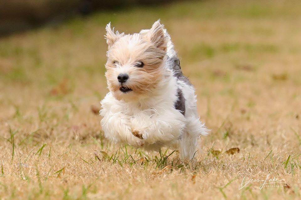 Classic Biewers in South Carolina | Biewer Terrier and Poodle puppies ...