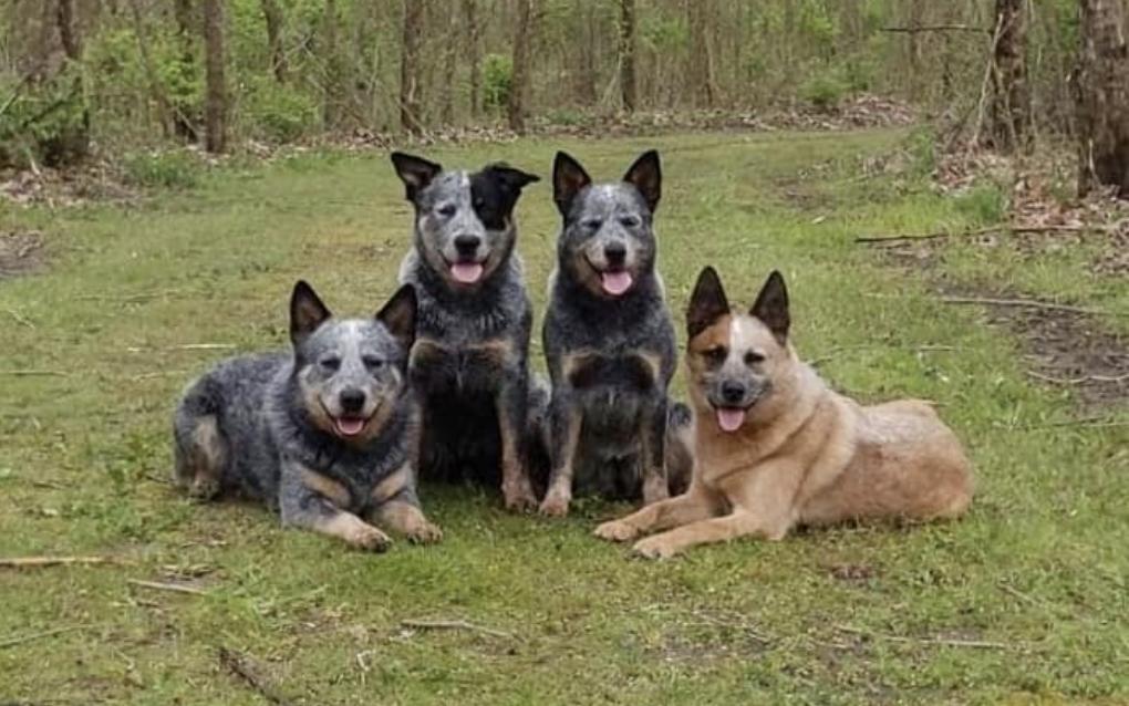 Silverwood Australian Cattle Dogs in Ohio | Australian Cattle Dog ...