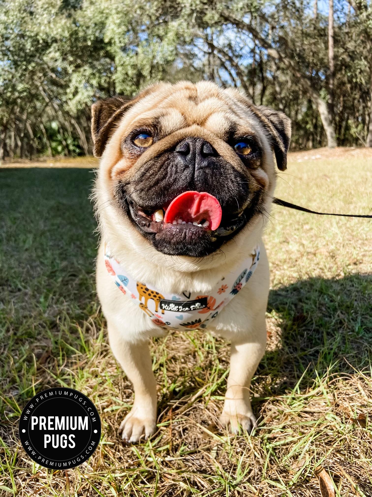 Premium Pugs in Florida | Pug puppies | Good Dog