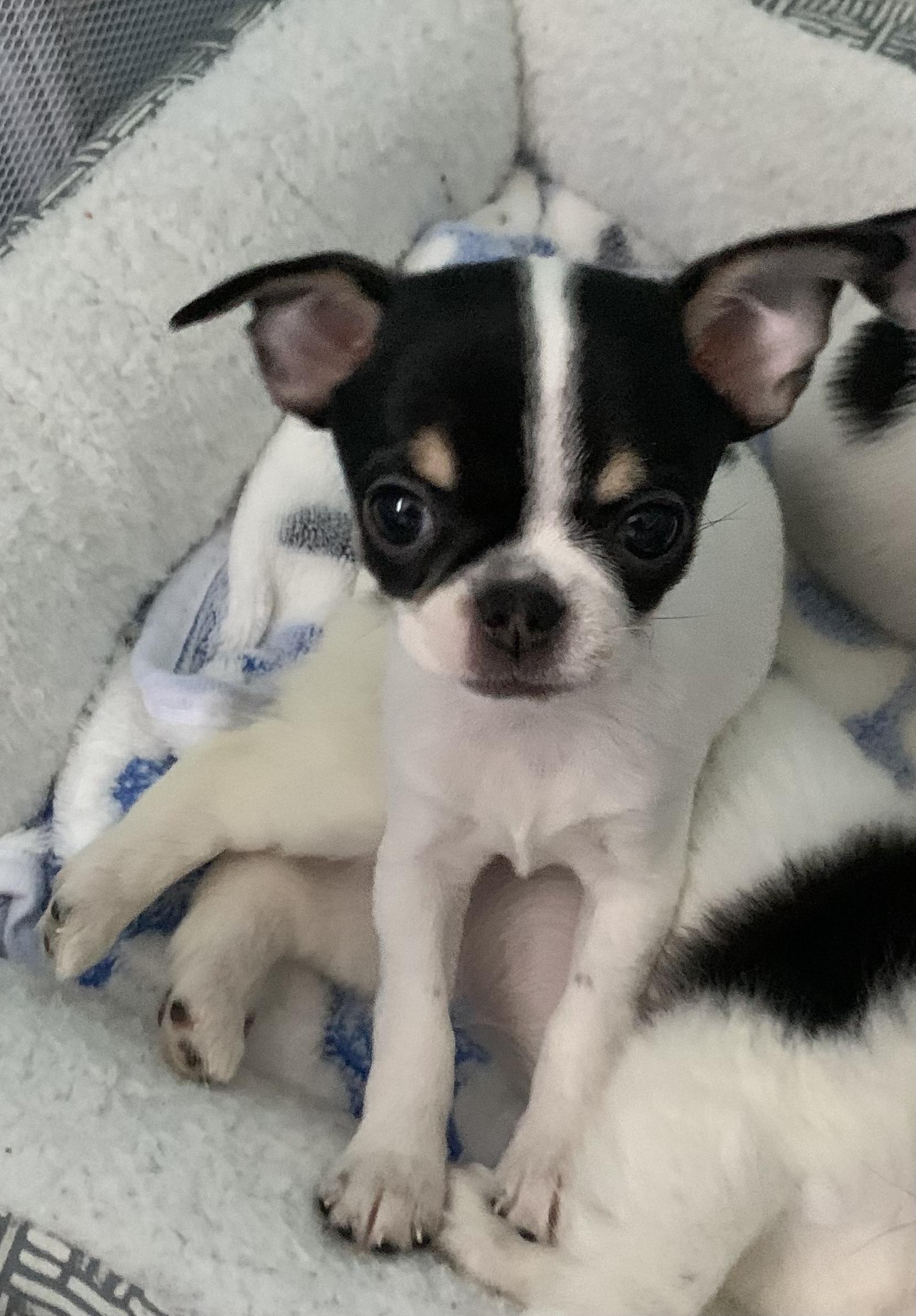 Wee Lil’Rascals in Oregon | Chihuahua puppies | Good Dog