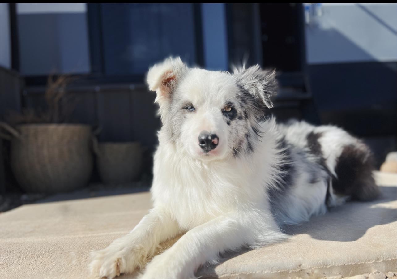 I&A Border Collies in Colorado | Border Collie puppies | Good Dog