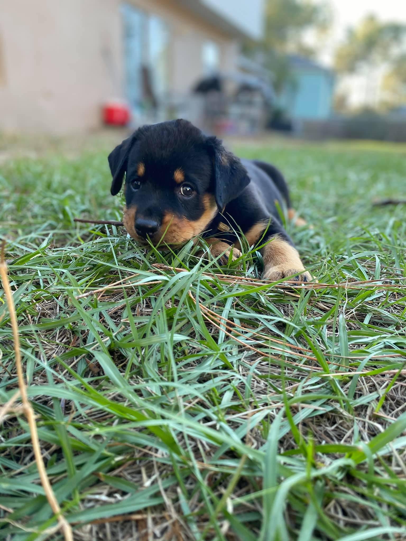 Bold & Beautiful Rottweilers in Florida | Rottweiler puppies | Good Dog