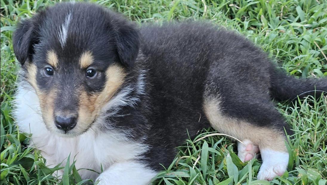 Strawberry Patch Collies in Georgia | Collie puppies | Good Dog