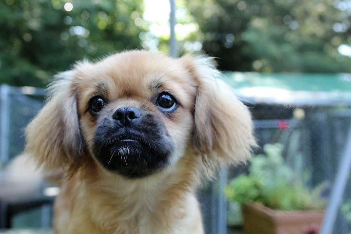 Teri Paris Goodwin in New York | Tibetan Spaniel puppies | Good Dog