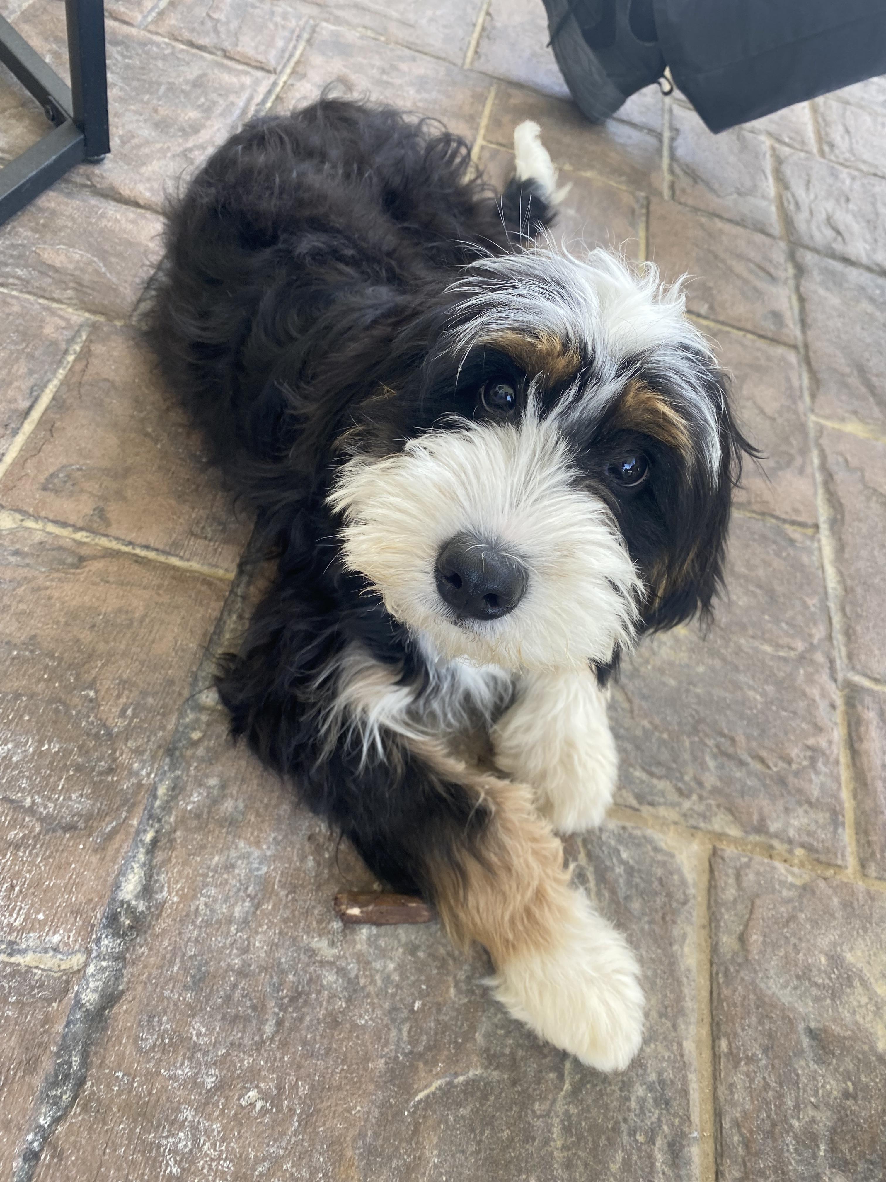 Frosty & Ginger Co Home of Doodles in Virginia | Bernedoodle ...