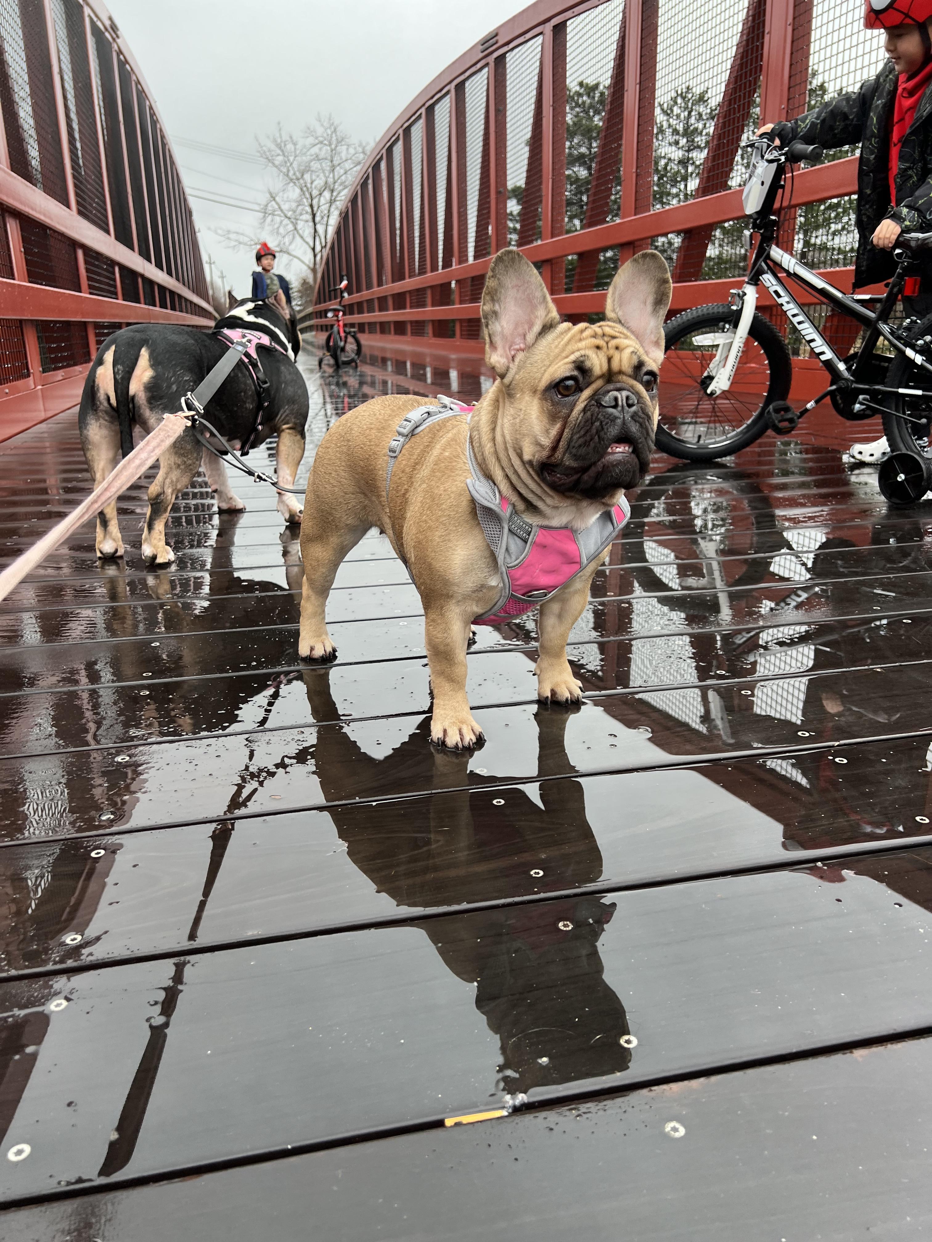 Beantown Bullz in Massachusetts | French Bulldog puppies | Good Dog