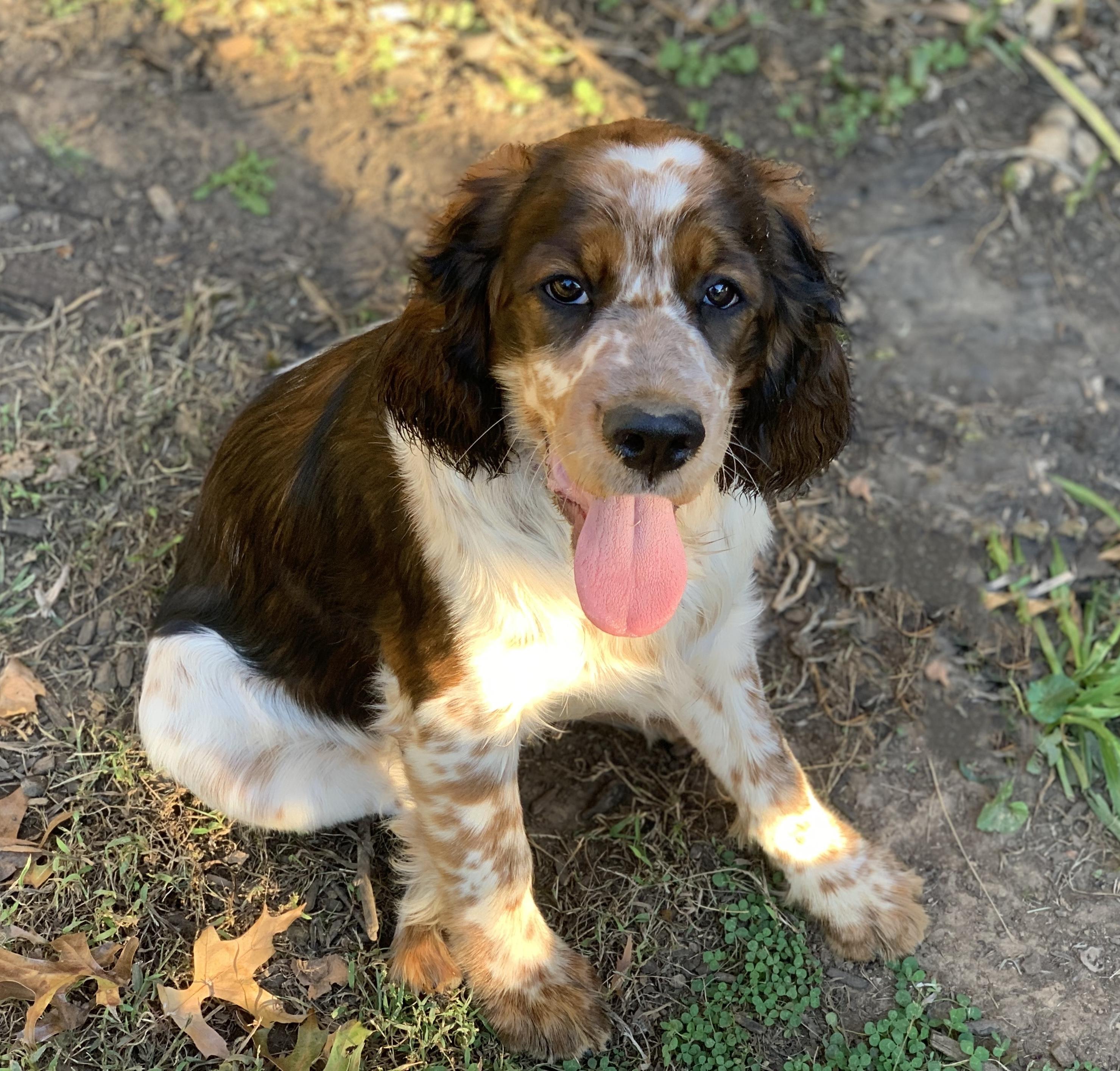 Bourbon Trail Springers in Kentucky | English Springer Spaniel puppies ...