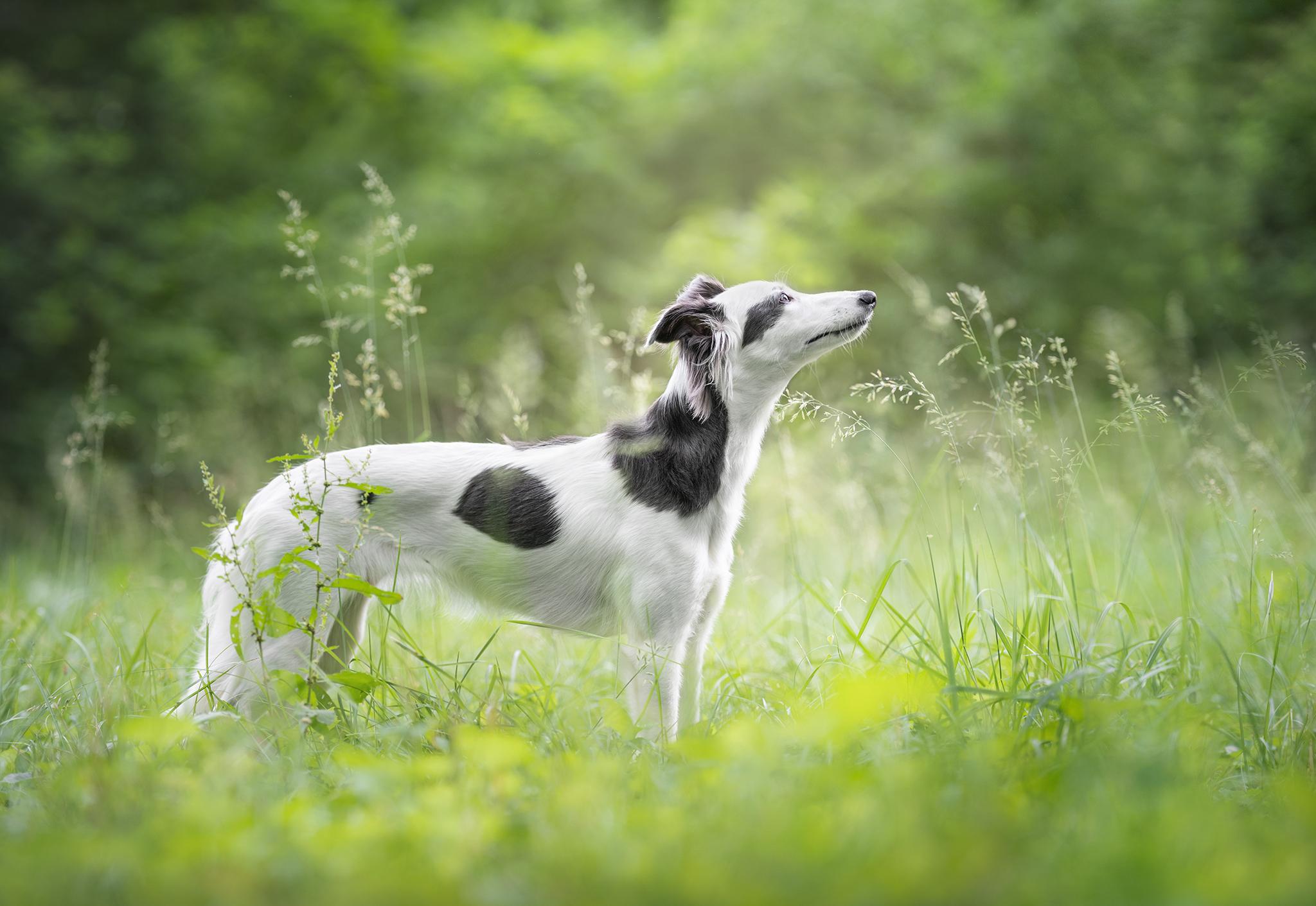 The Shire Windsprites in Alabama | Windsprite puppies | Good Dog