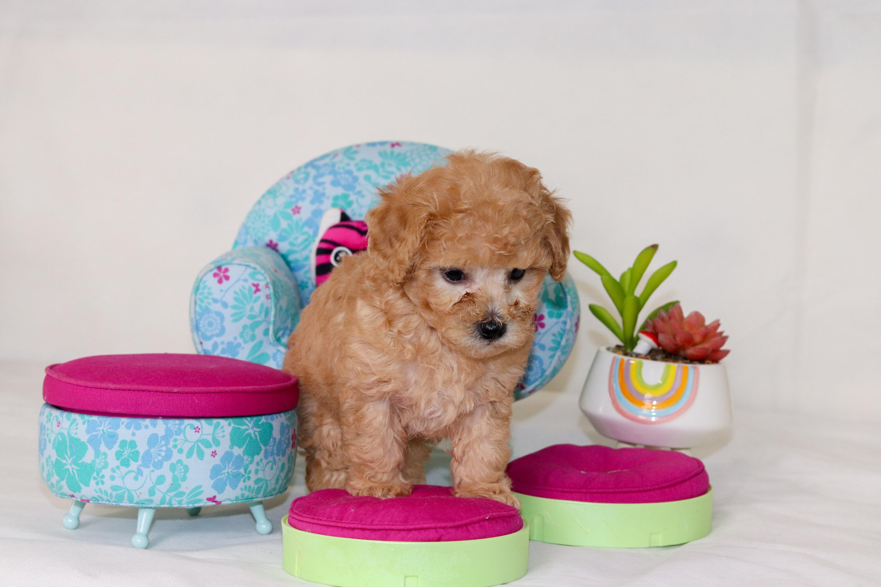 Toy Poodles in Colorado | Poodle puppies | Good Dog