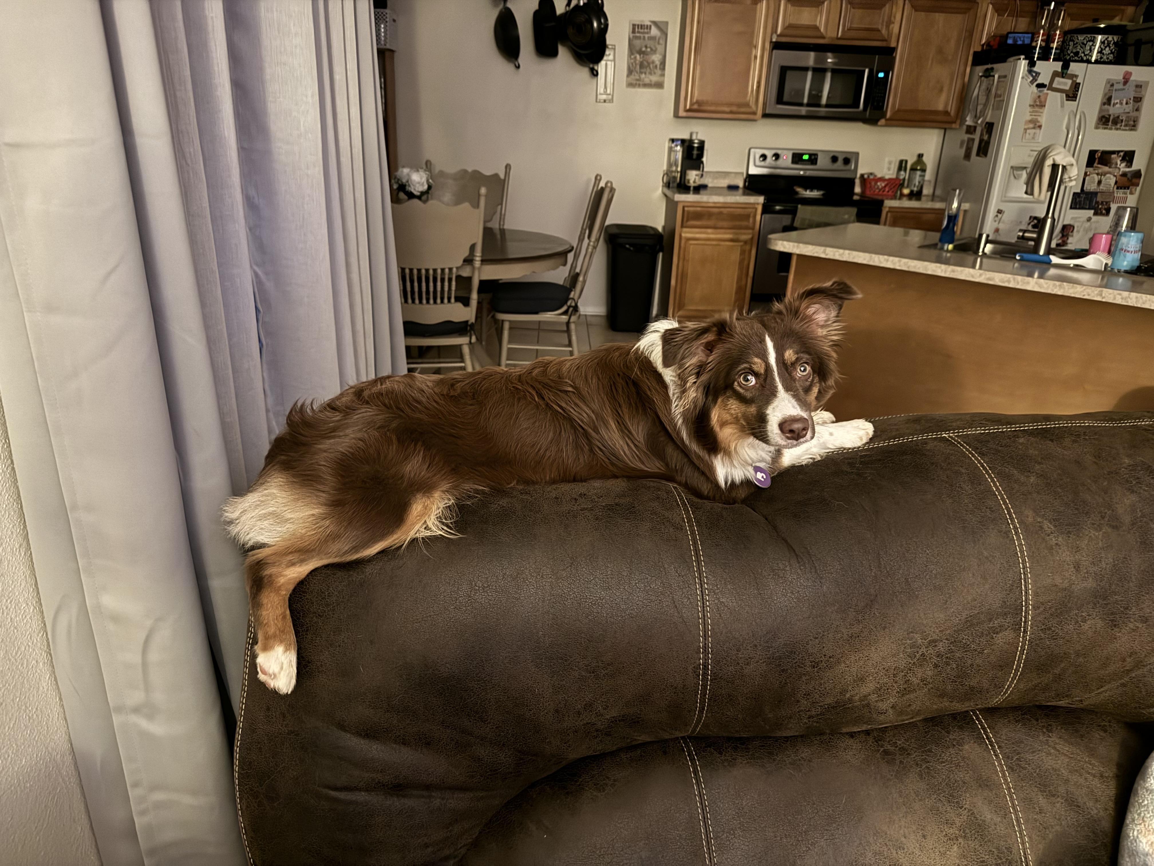 Arkie Rooted Aussies in Arkansas | Miniature Australian Shepherd and ...