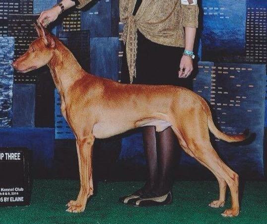 Nefer-Temu Pharaoh Hounds in Washington | Pharaoh Hound puppies | Good Dog