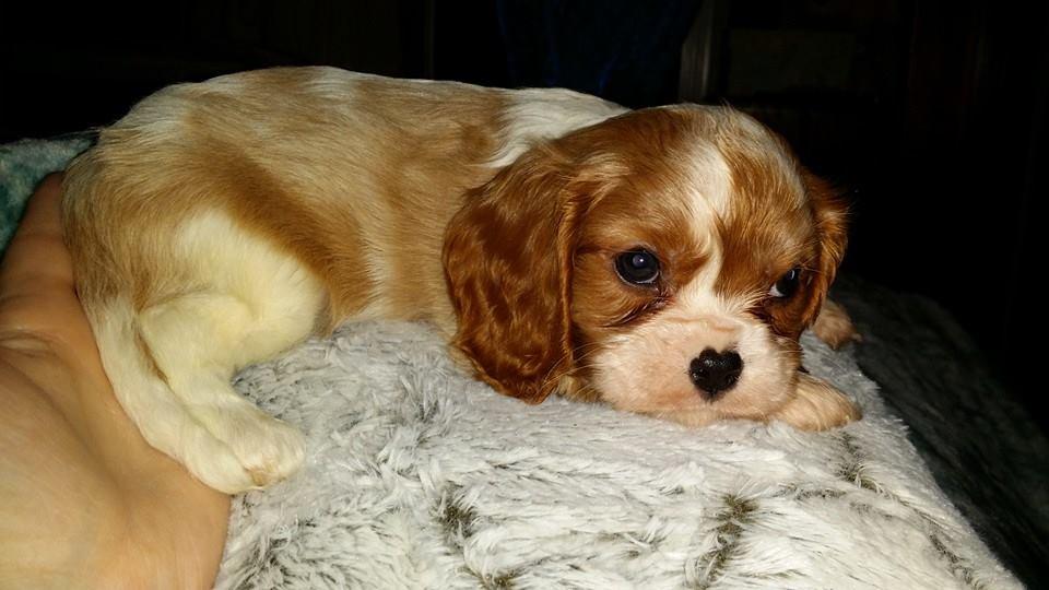 La Bella Rose Kennels in Pennsylvania | Cavalier King Charles Spaniel ...