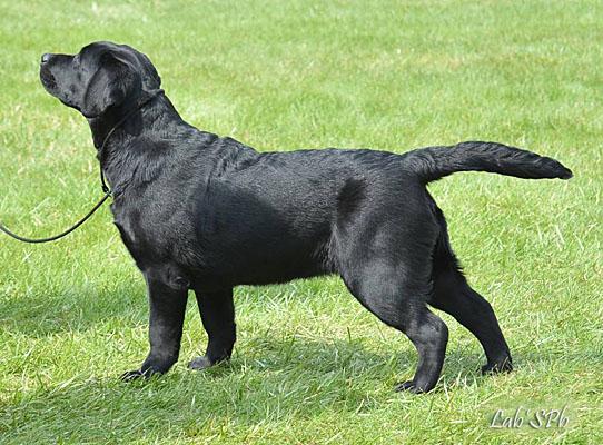 Glacieridge Labradors in Delaware | Labrador Retriever puppies | Good Dog