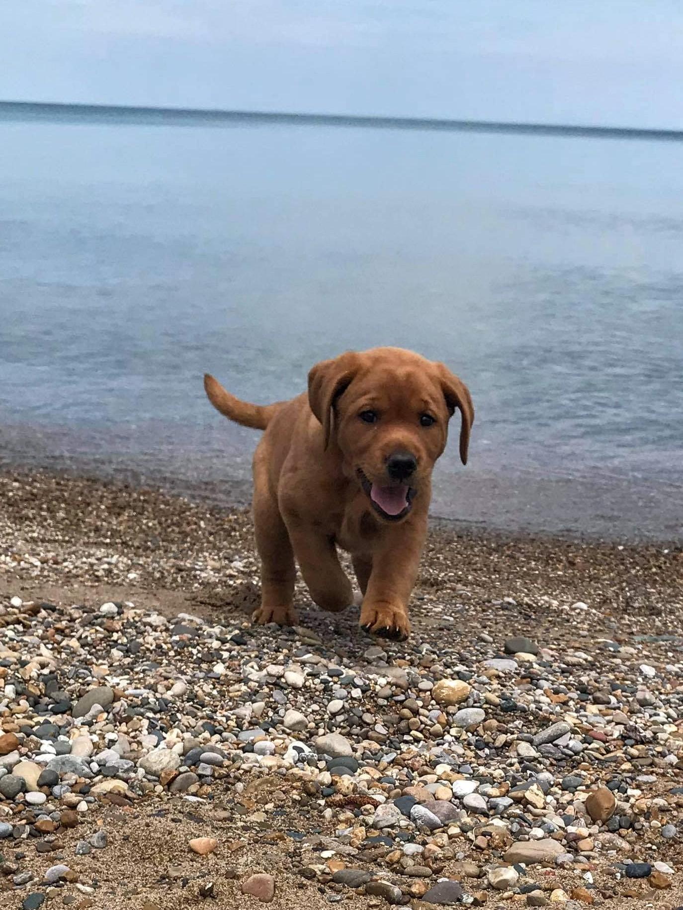 Lake Star Labs in Michigan | Labrador Retriever puppies | Good Dog