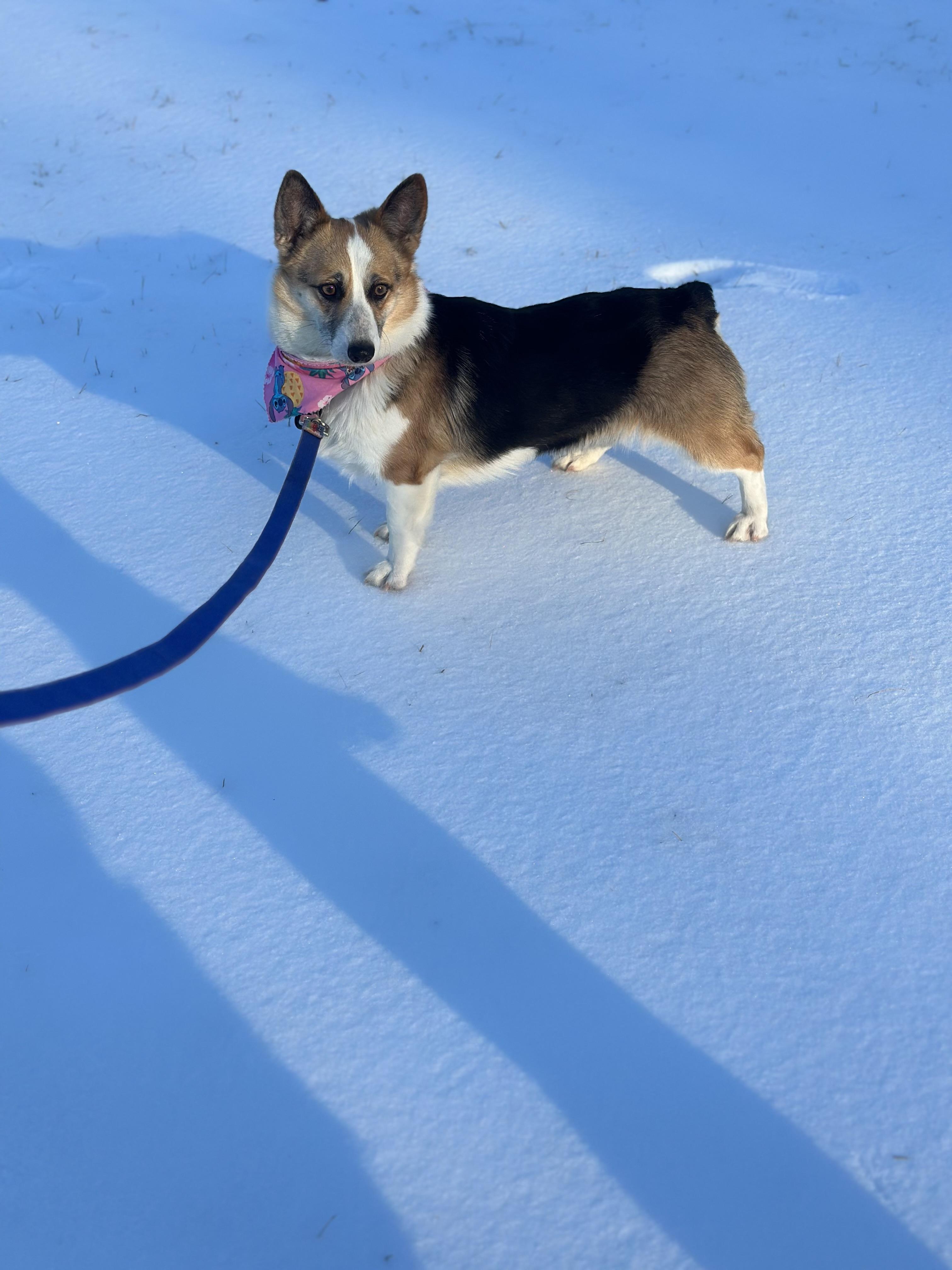 Magnolia Trace Corgis in Mississippi | Pembroke Welsh Corgi and ...