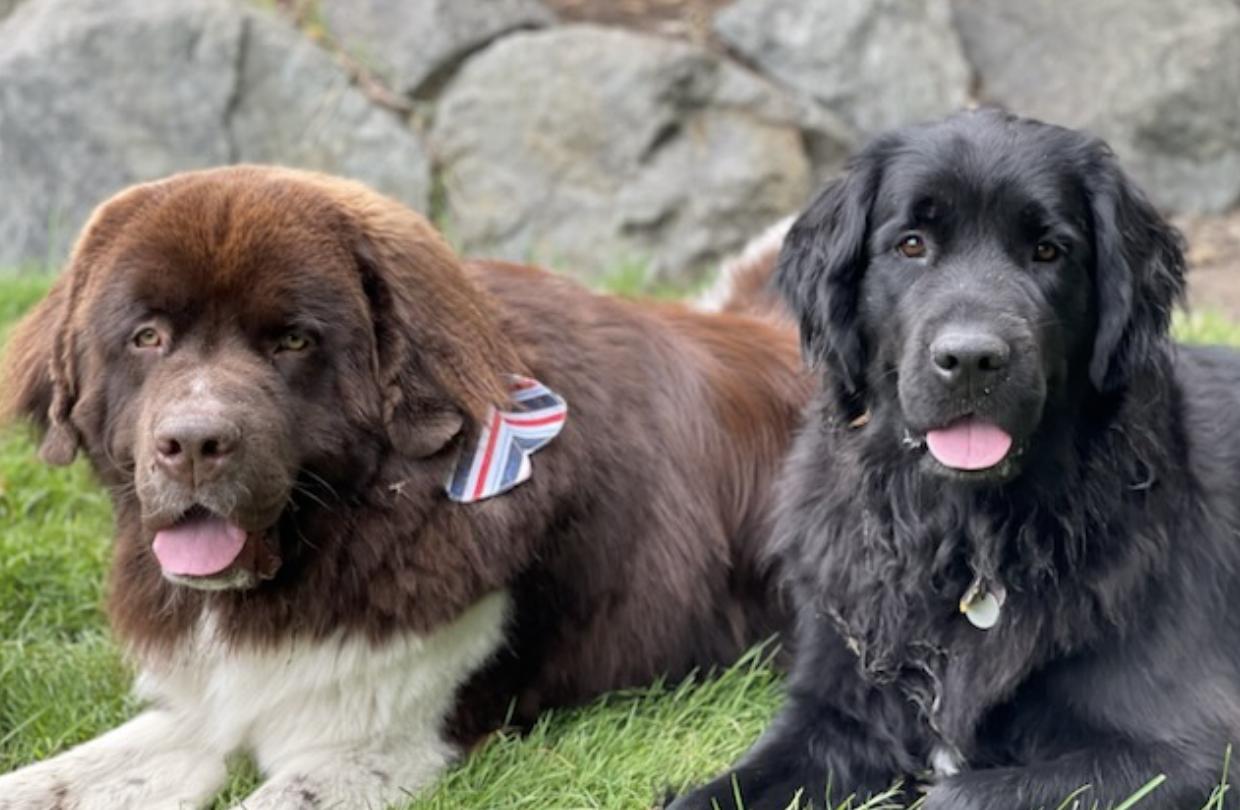 Newfies by the Sea in Washington | Newfoundland puppies | Good Dog