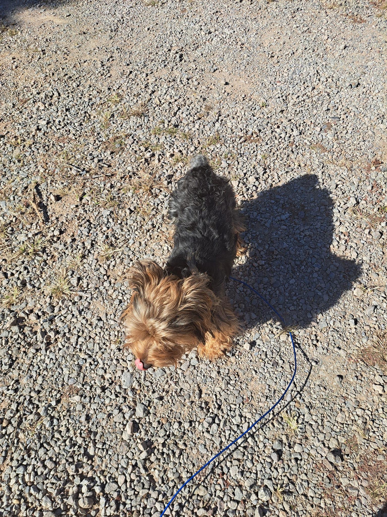 Peppper57 in Ohio | Yorkshire Terrier puppies | Good Dog