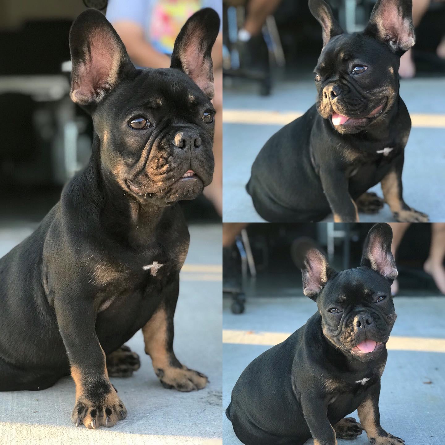 High Desert King Bullies in California | French Bulldog puppies | Good Dog
