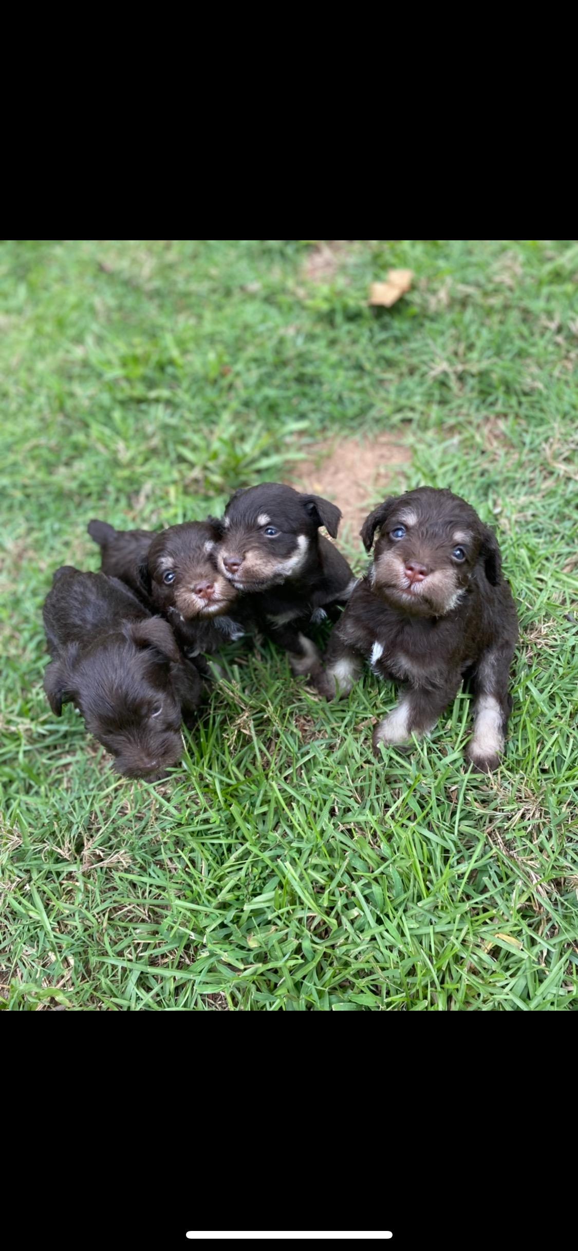 Booms baby in Georgia | Miniature Schnauzer puppies | Good Dog