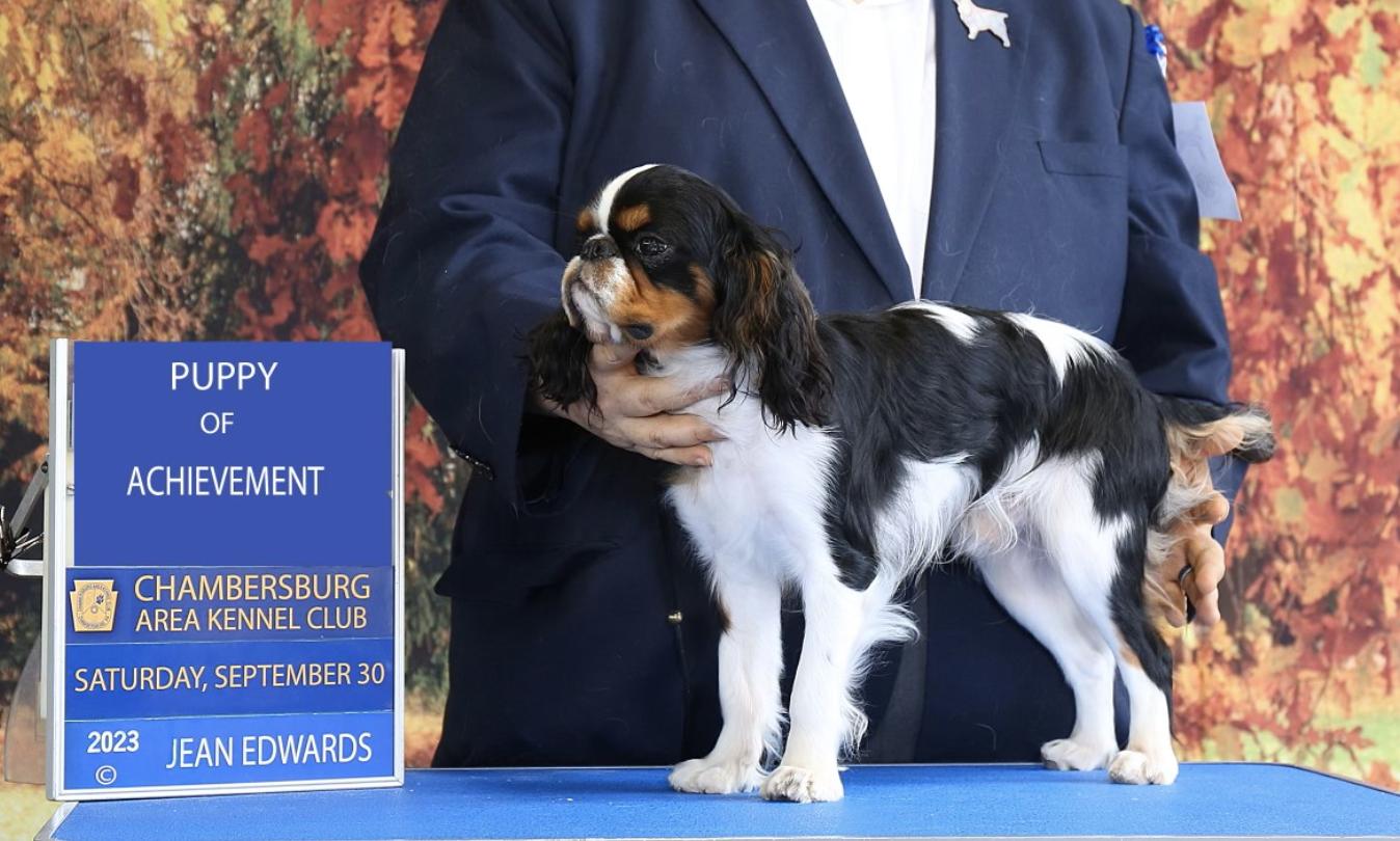 Enchanting Charlies in Pennsylvania | English Toy Spaniel puppies ...