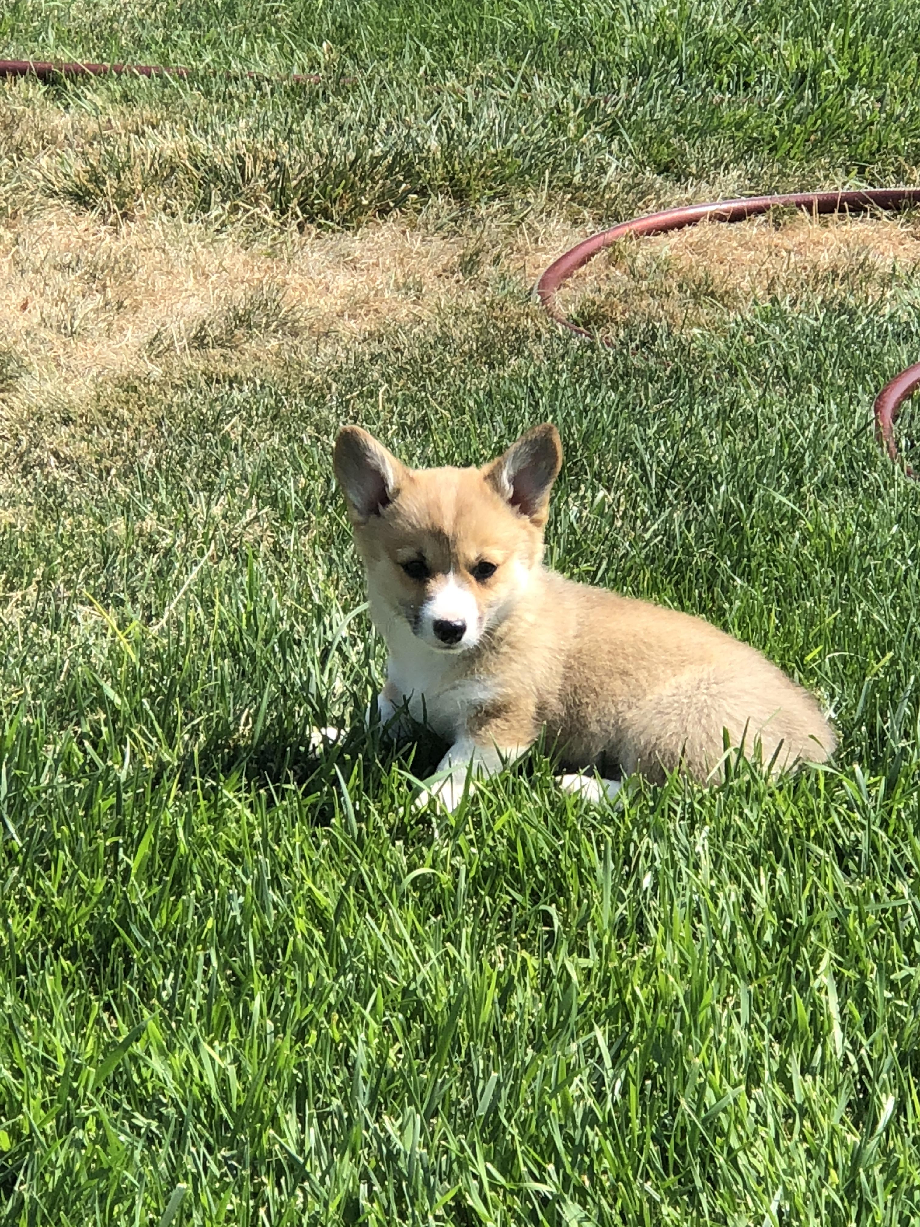 FreckledCowgirlPuppies in Idaho | Cavapoo, Pembroke Welsh Corgi ...