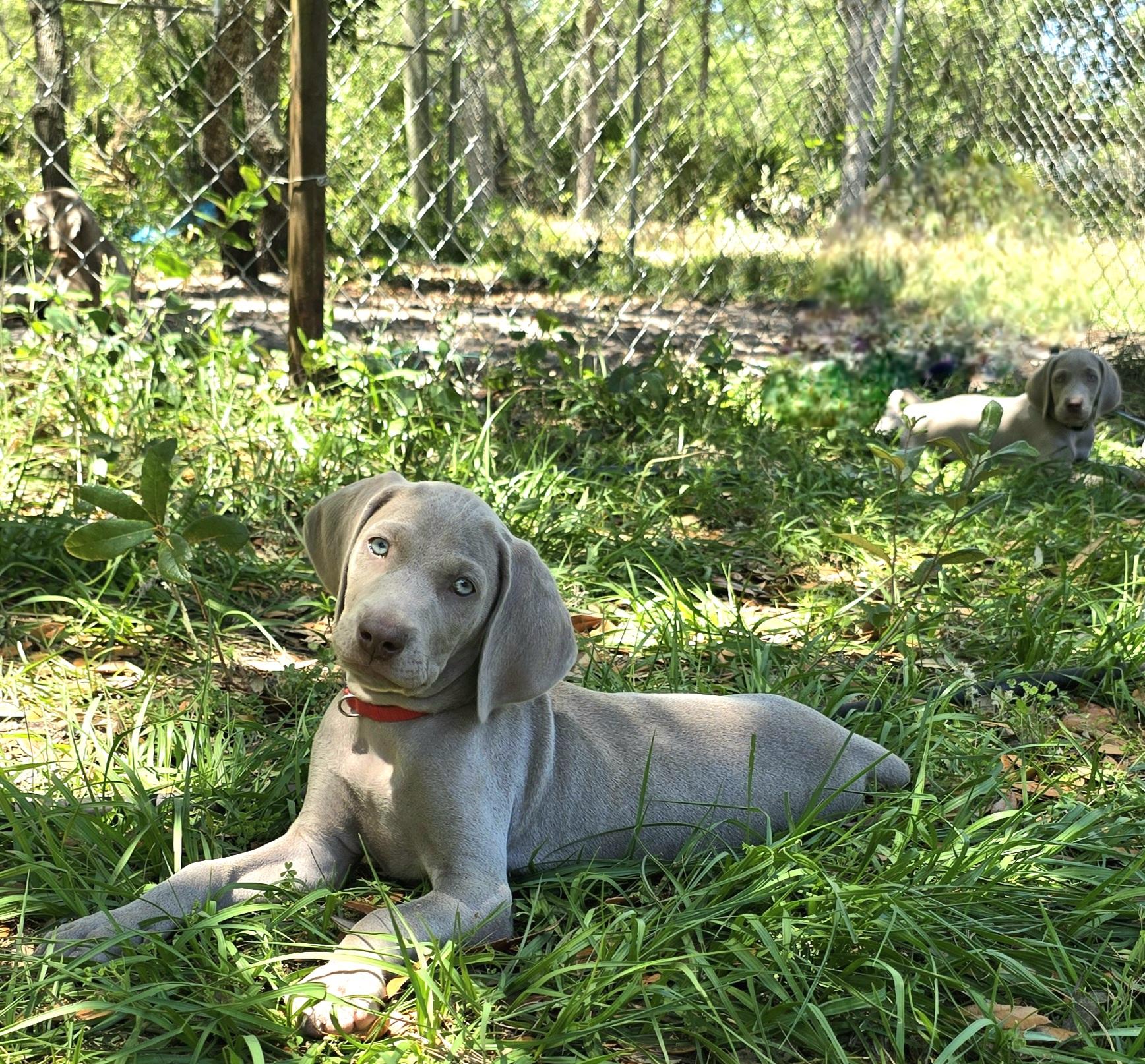 Waggin' Weims in Florida | Weimaraner puppies | Good Dog