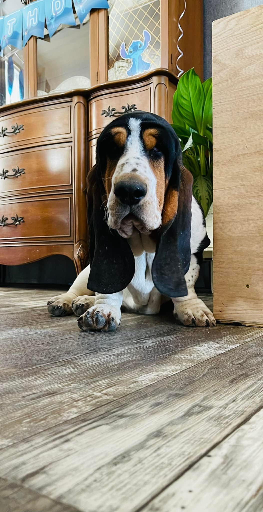Tuckers' Howling Hounds in West Virginia | Basset Hound puppies | Good Dog