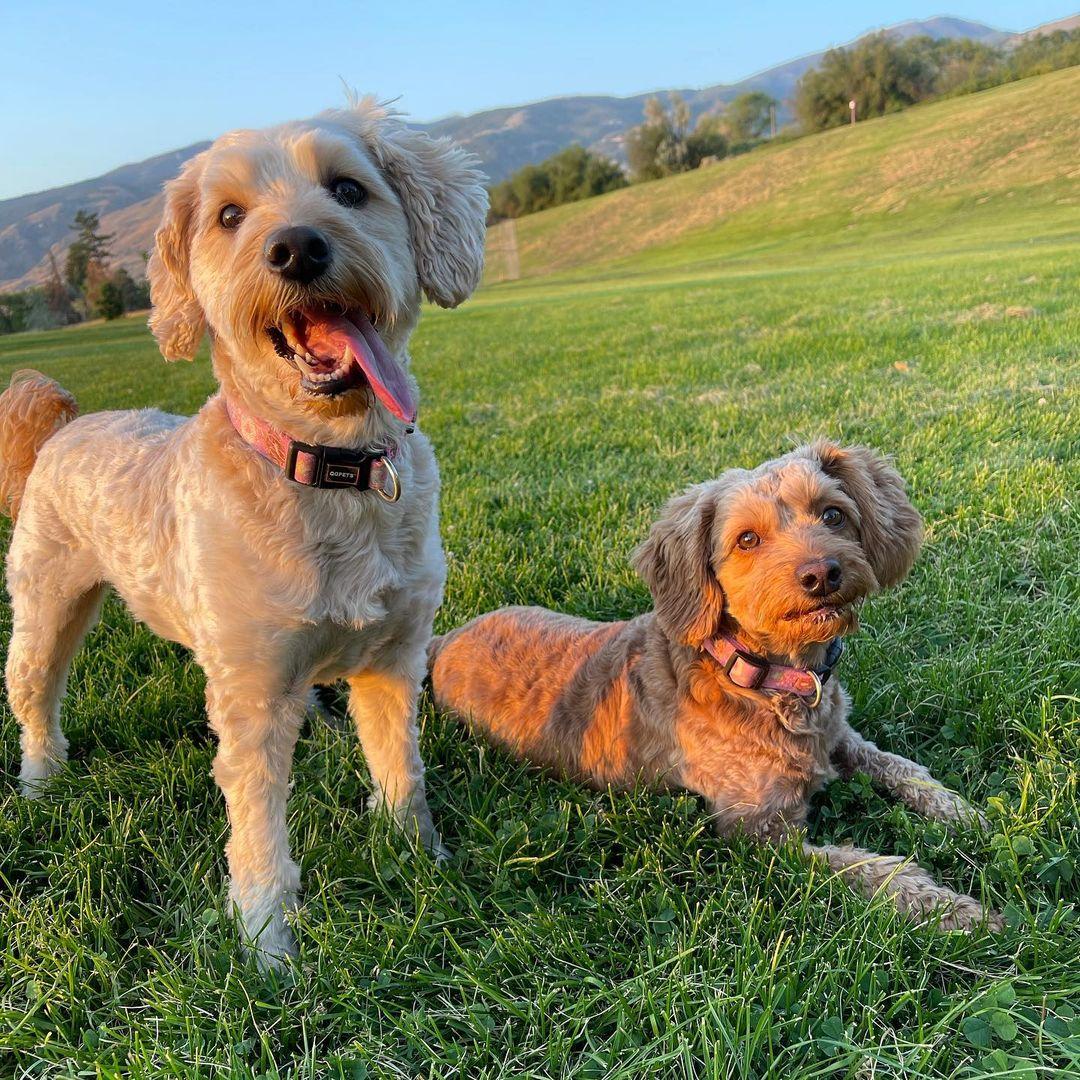 Timothy Way Doodles in Utah | Goldendoodle puppies | Good Dog