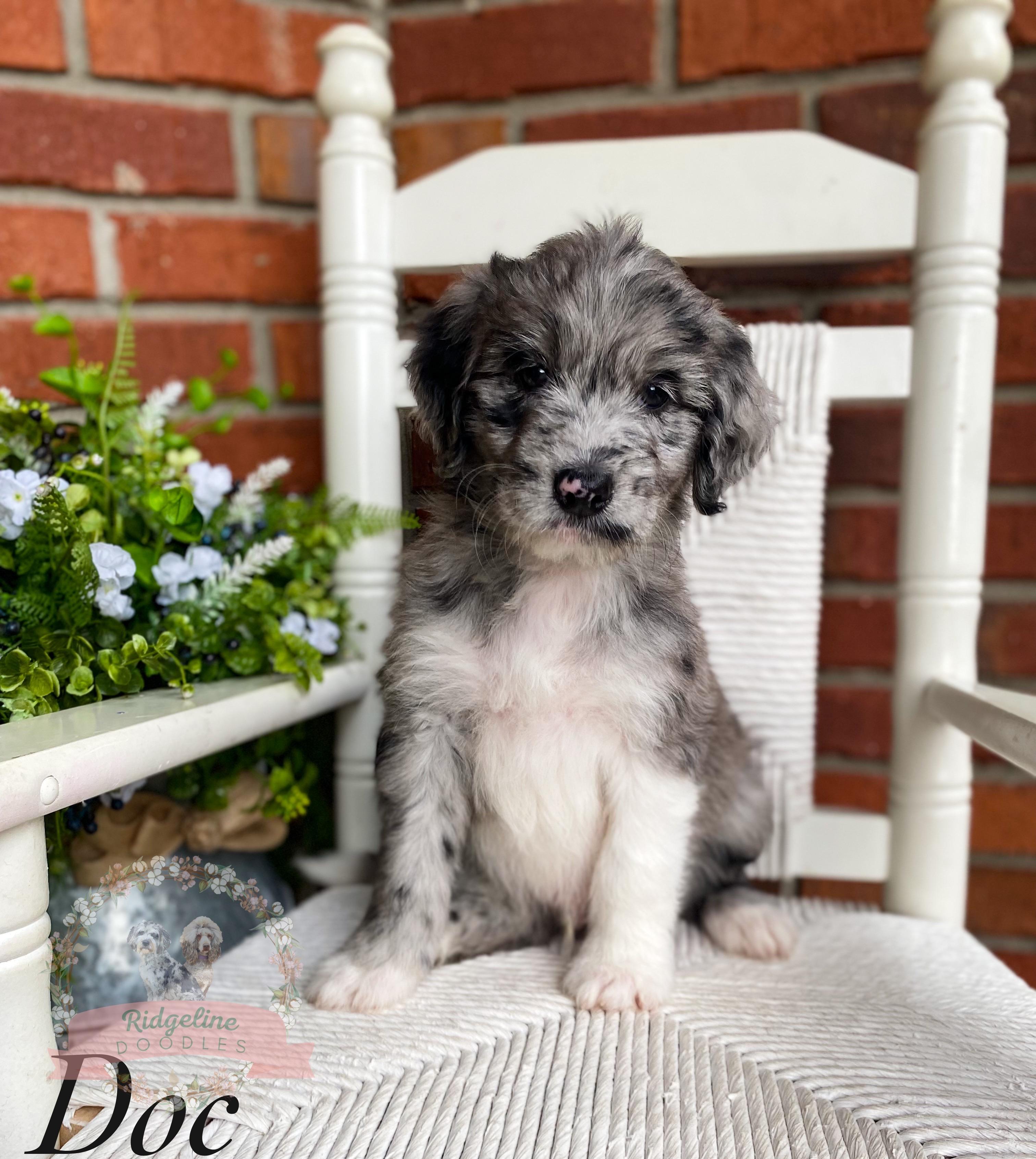 Ridgeline Doodles in Indiana | Aussiedoodle puppies | Good Dog