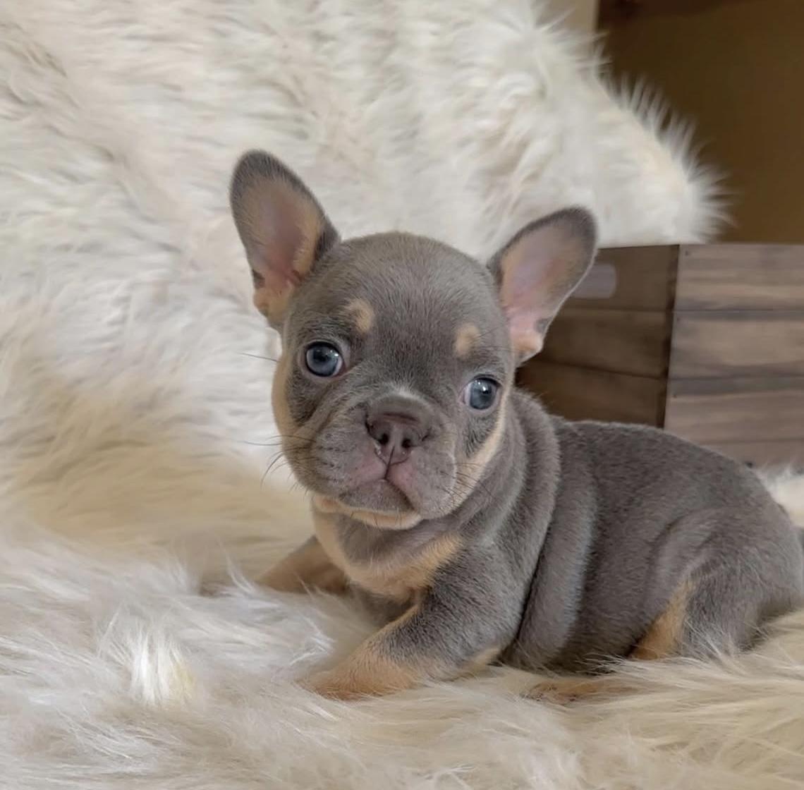 House of Frenchies in Maryland | French Bulldog puppies | Good Dog