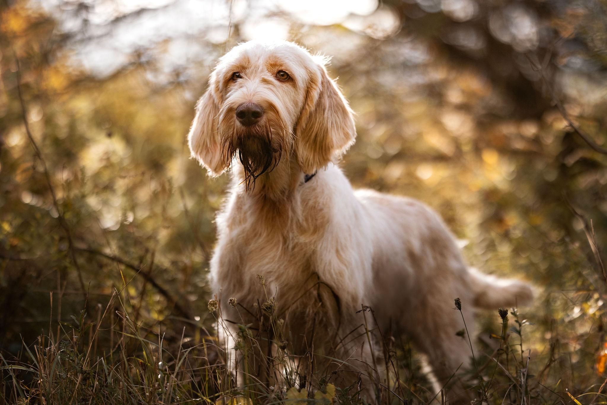 Seven Pines Spinone in Michigan | Spinone Italiano puppies | Good Dog