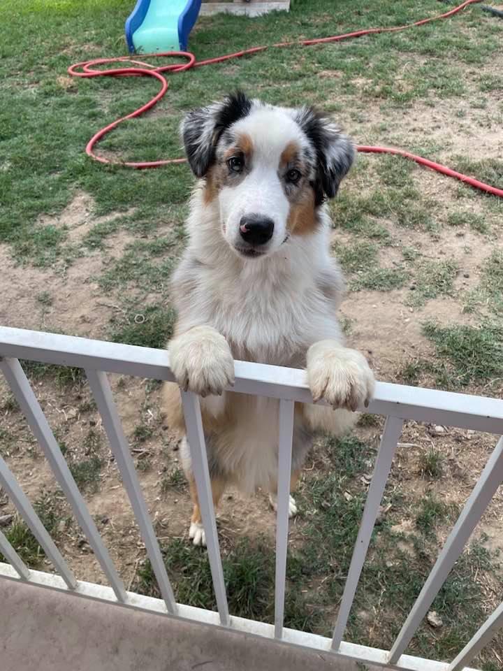 Casa Blanca Aussies in California | Australian Shepherd puppies | Good Dog