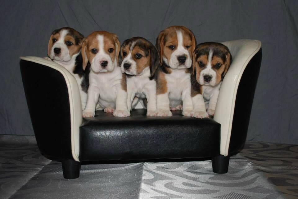 Ann Schwartz Beagles in Louisiana | Beagle puppies | Good Dog