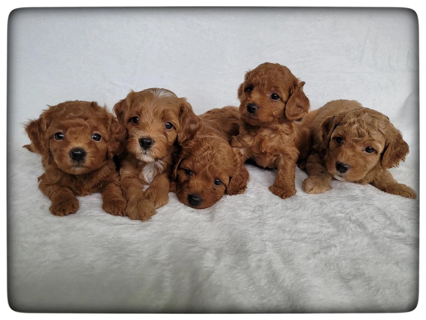 Sharyland Pets in Texas | Cavapoo and Labradoodle puppies | Good Dog