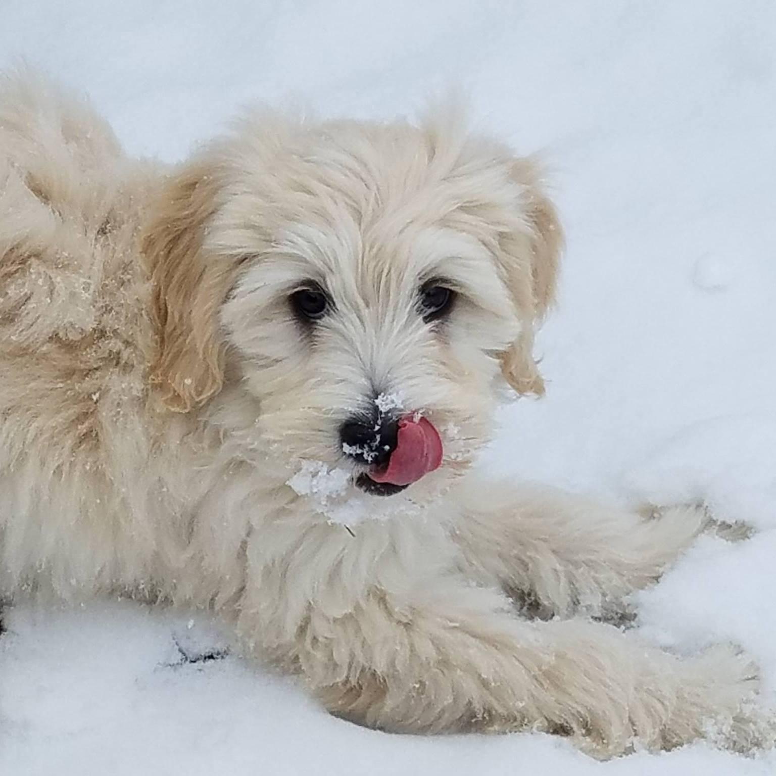 Magical Goldendoodles of Pioneer Valley, MA in Massachusetts ...
