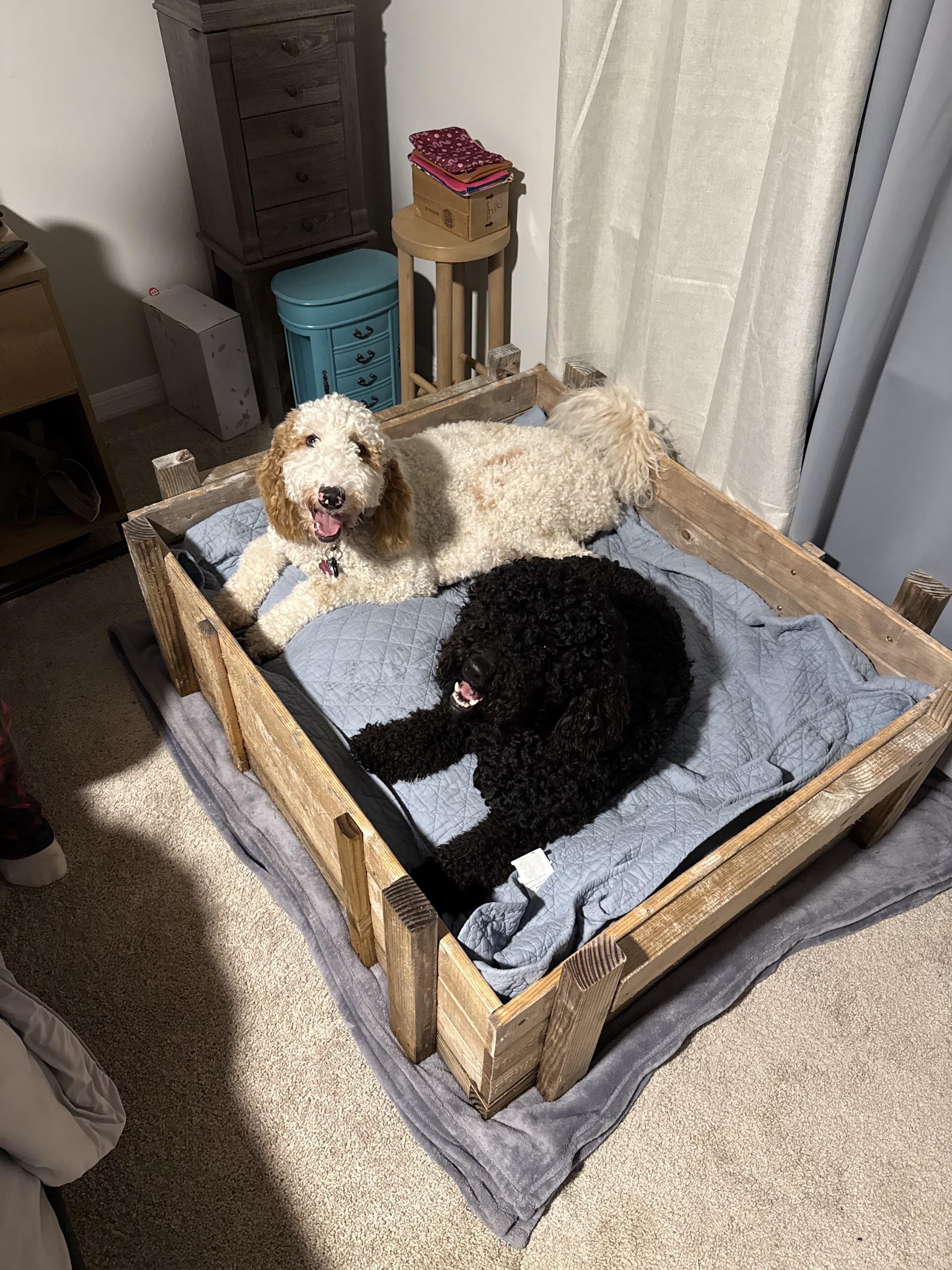 Magnolia Doodles co. in Florida | Goldendoodle puppies | Good Dog