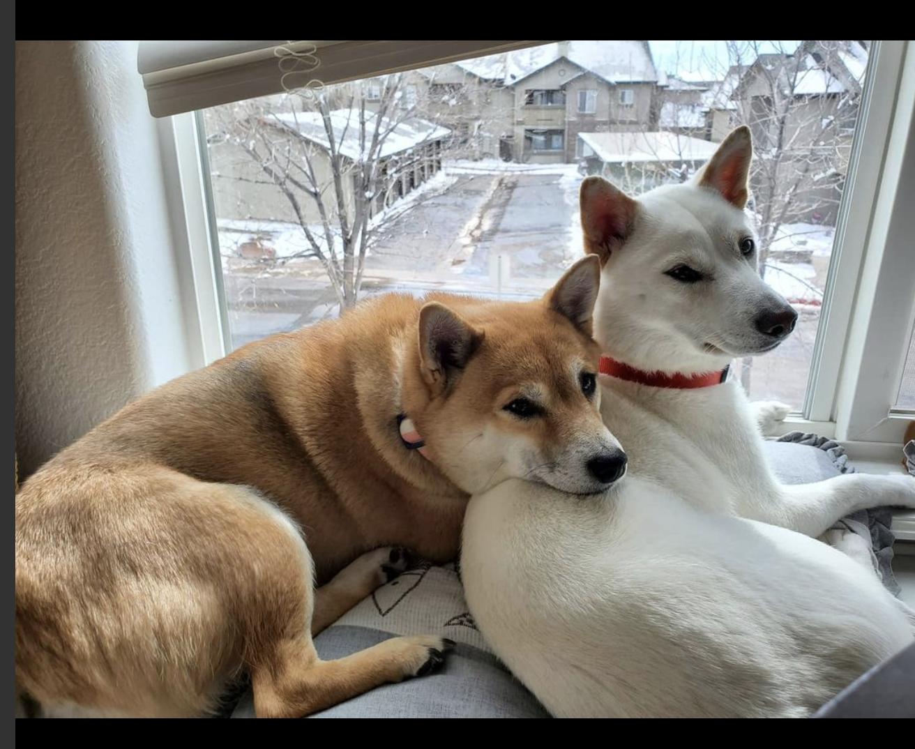 The Springs Shibas in Colorado | Shiba Inu puppies | Good Dog