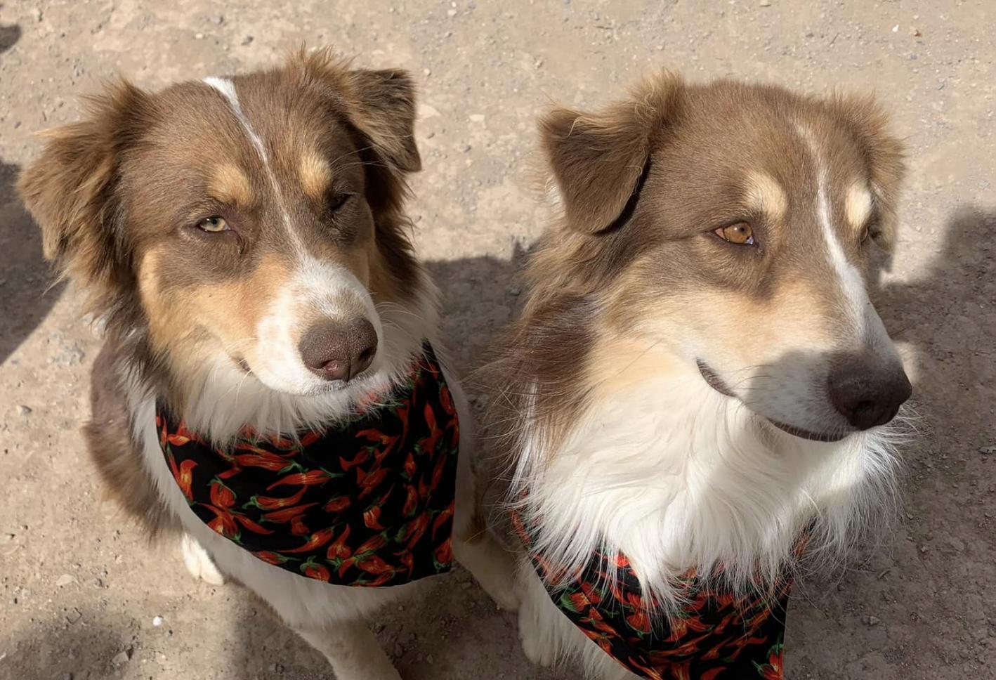 Two Nichols Aussies in New Mexico | Australian Shepherd and Miniature ...