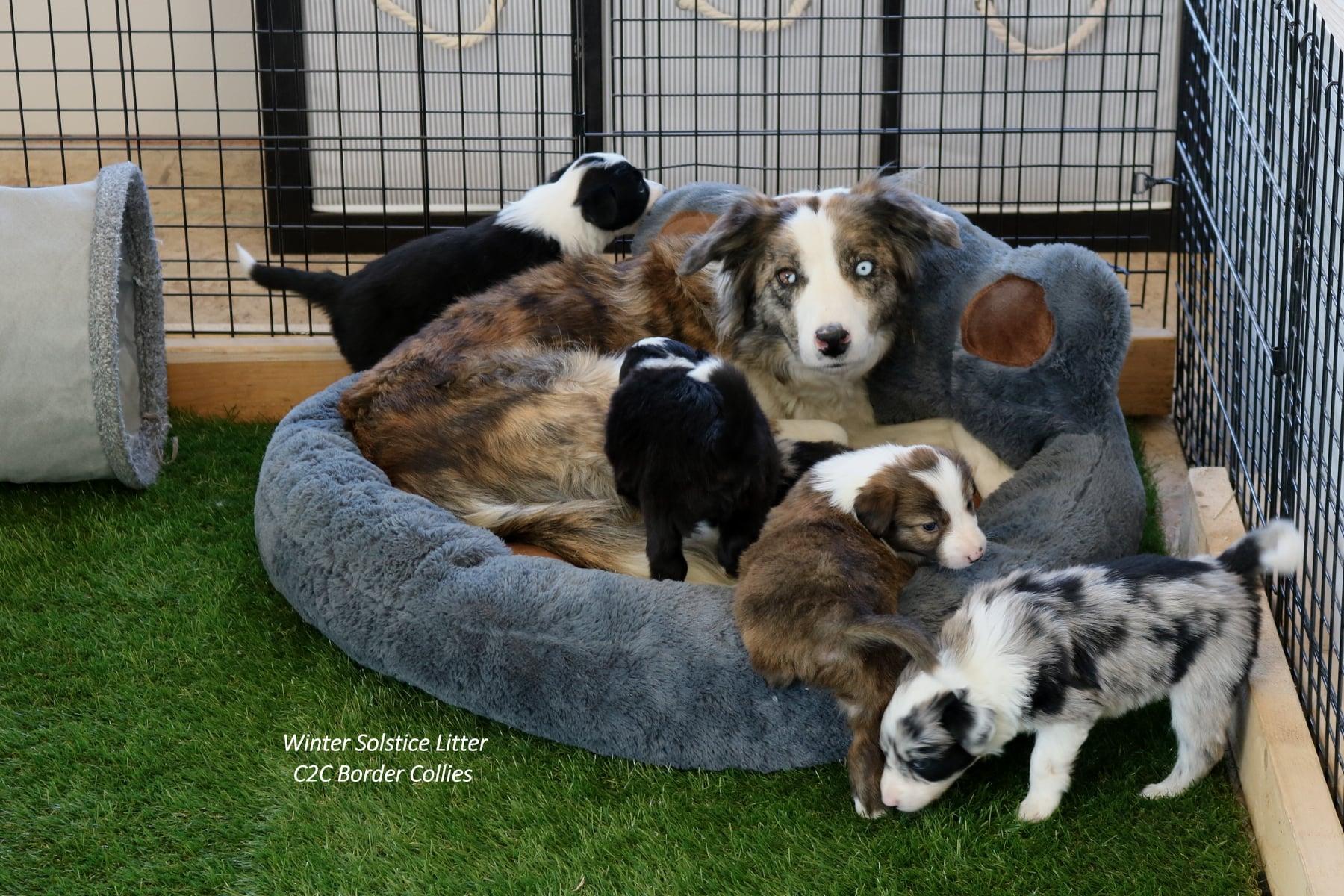 C2C Border Collies in Colorado | Border Collie puppies | Good Dog