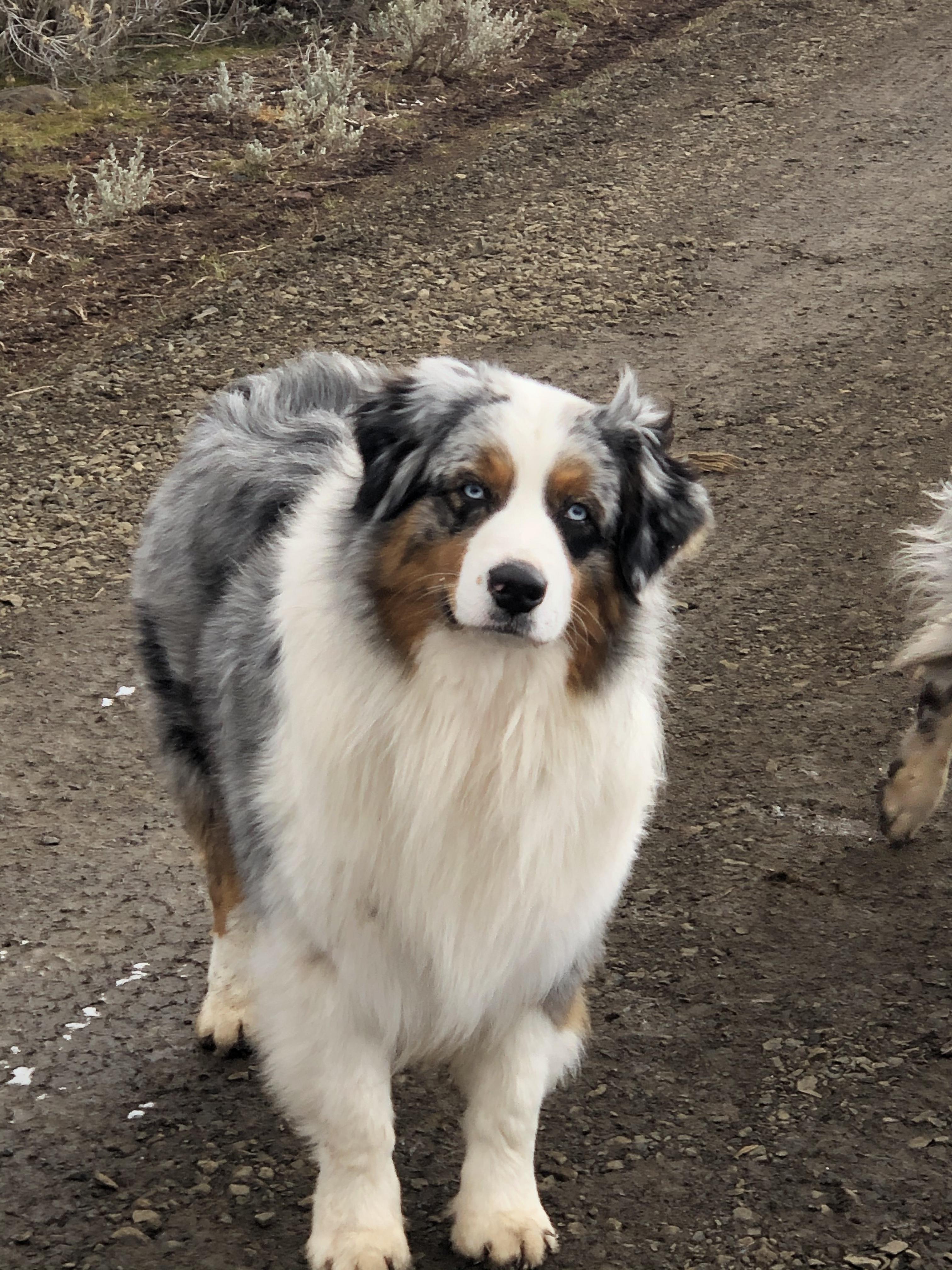 RMW Ranch Australian Shepherds in California | Australian Shepherd ...
