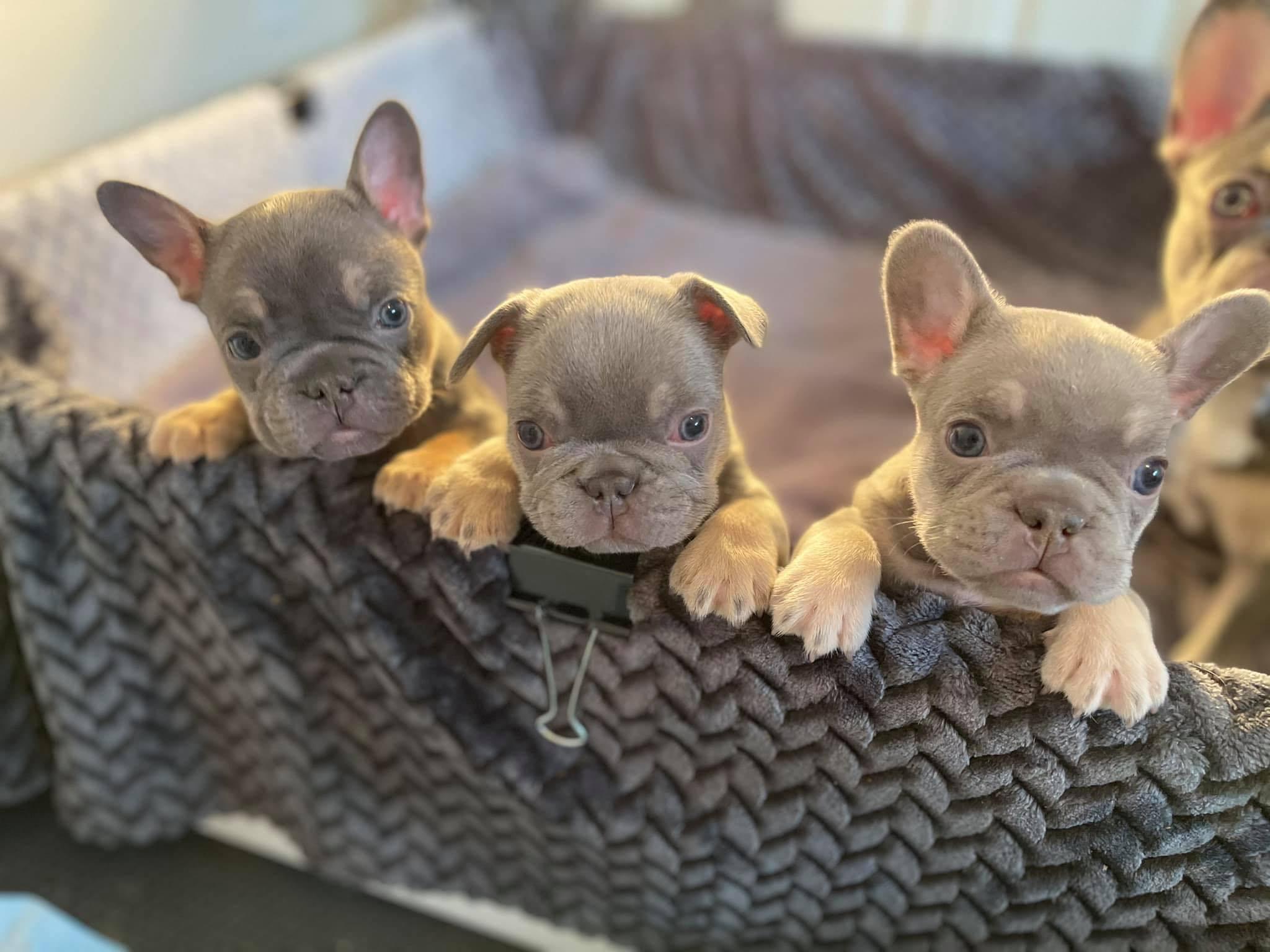 Linda's French Bulldogs in Alaska | French Bulldog puppies | Good Dog