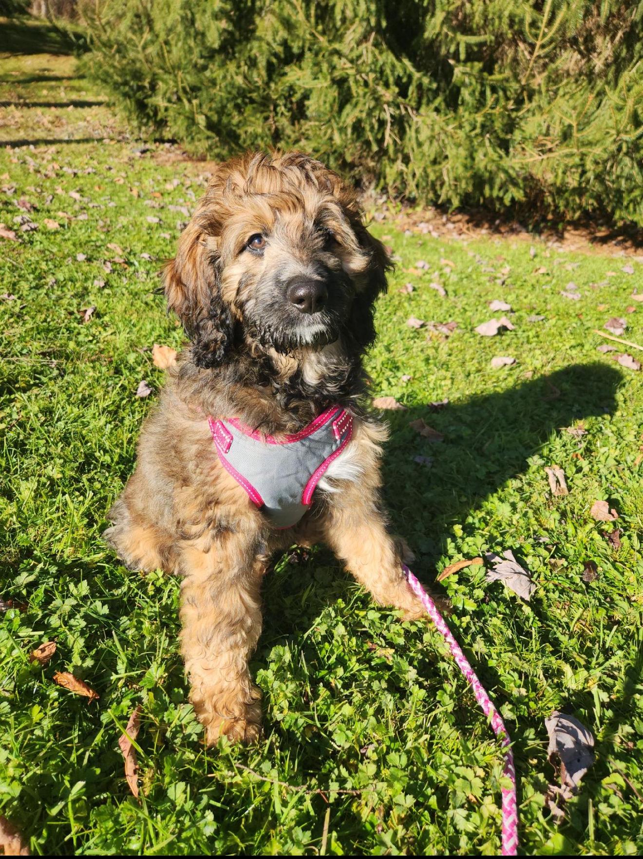 Beitzel Babies in North Carolina | Airedale Terrier, Bernedoodle or ...