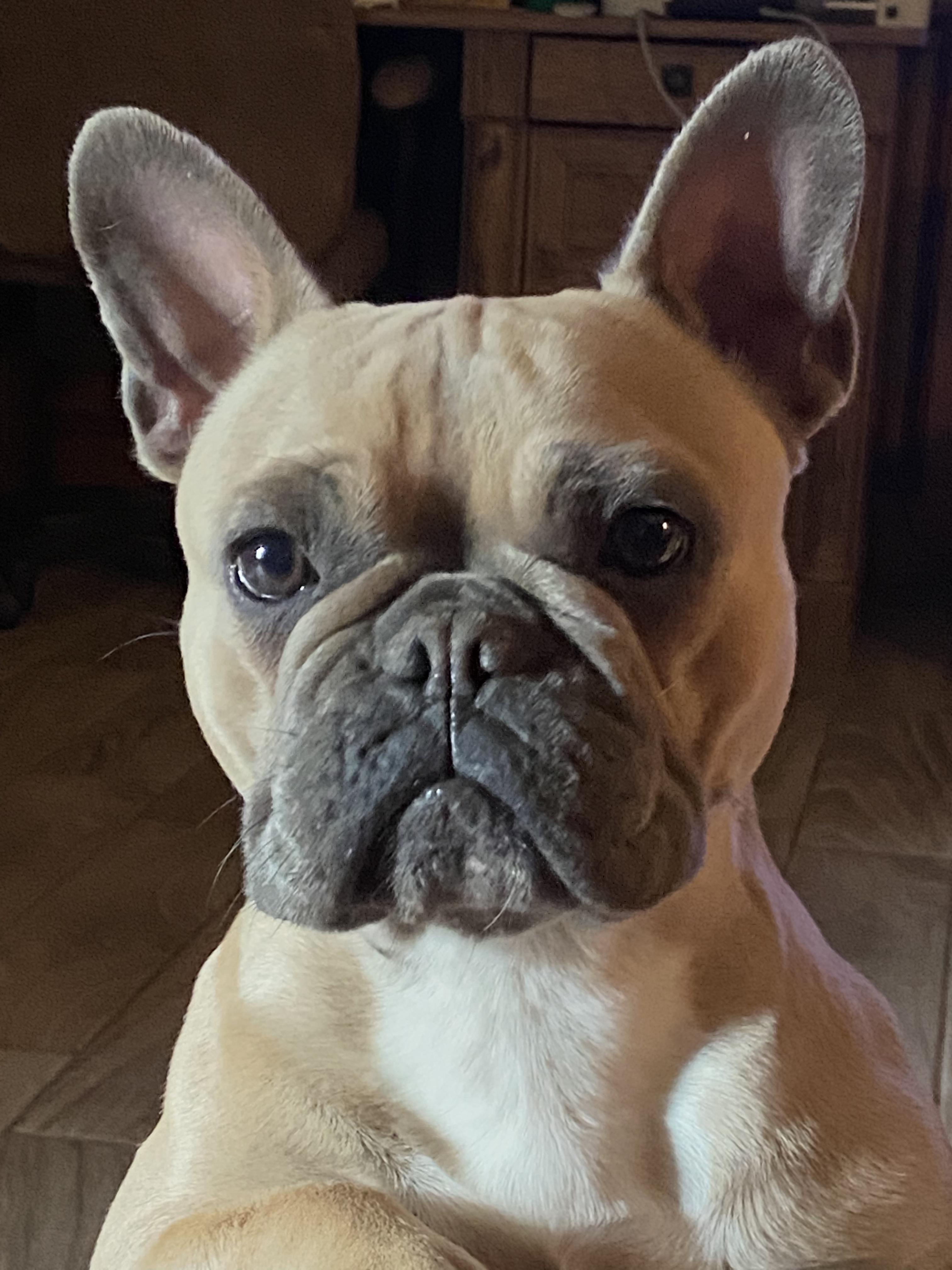 Little French Bullies N Texas in Texas | French Bulldog puppies | Good Dog