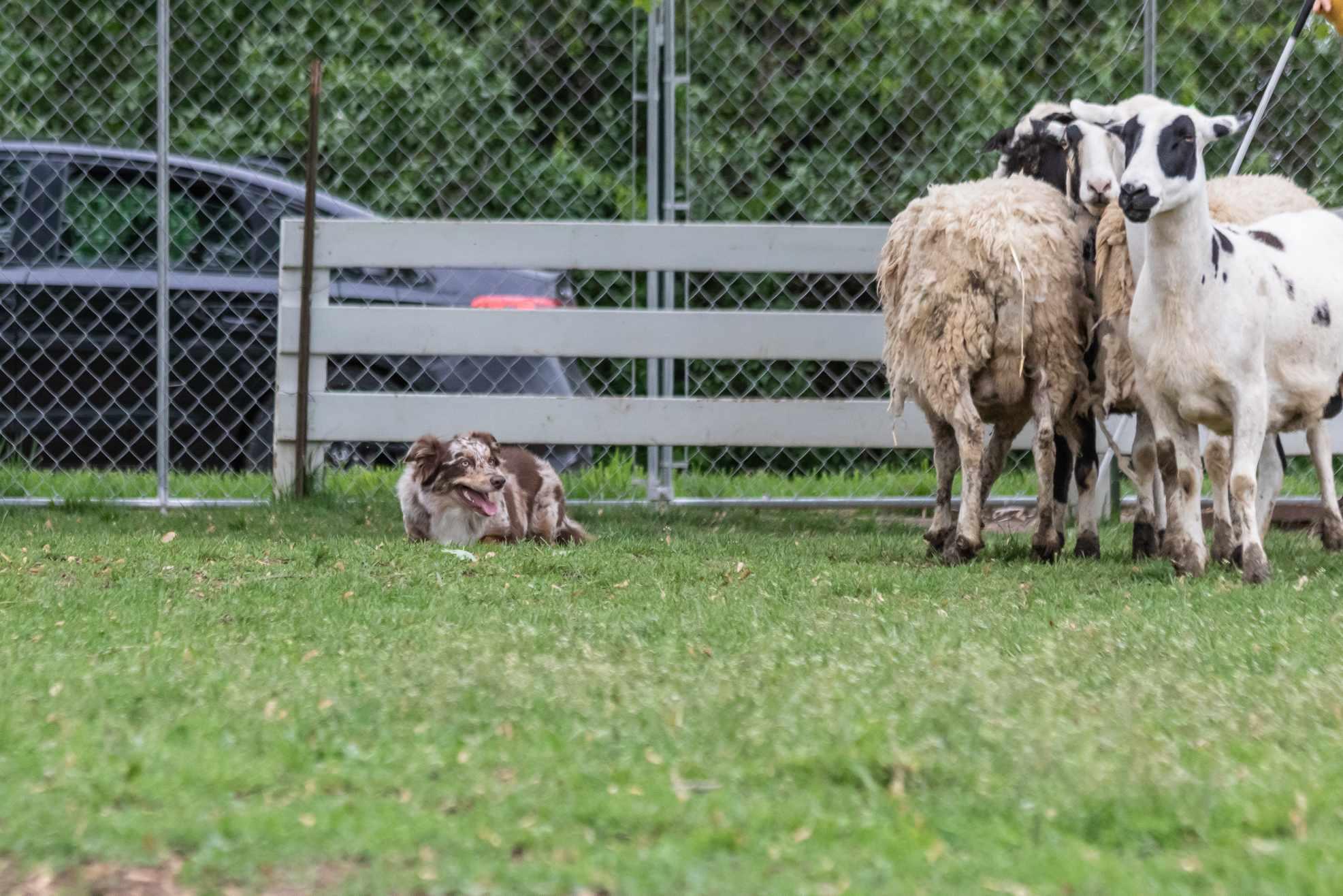 A-J Farms Iowa in Iowa | Australian Shepherd puppies | Good Dog