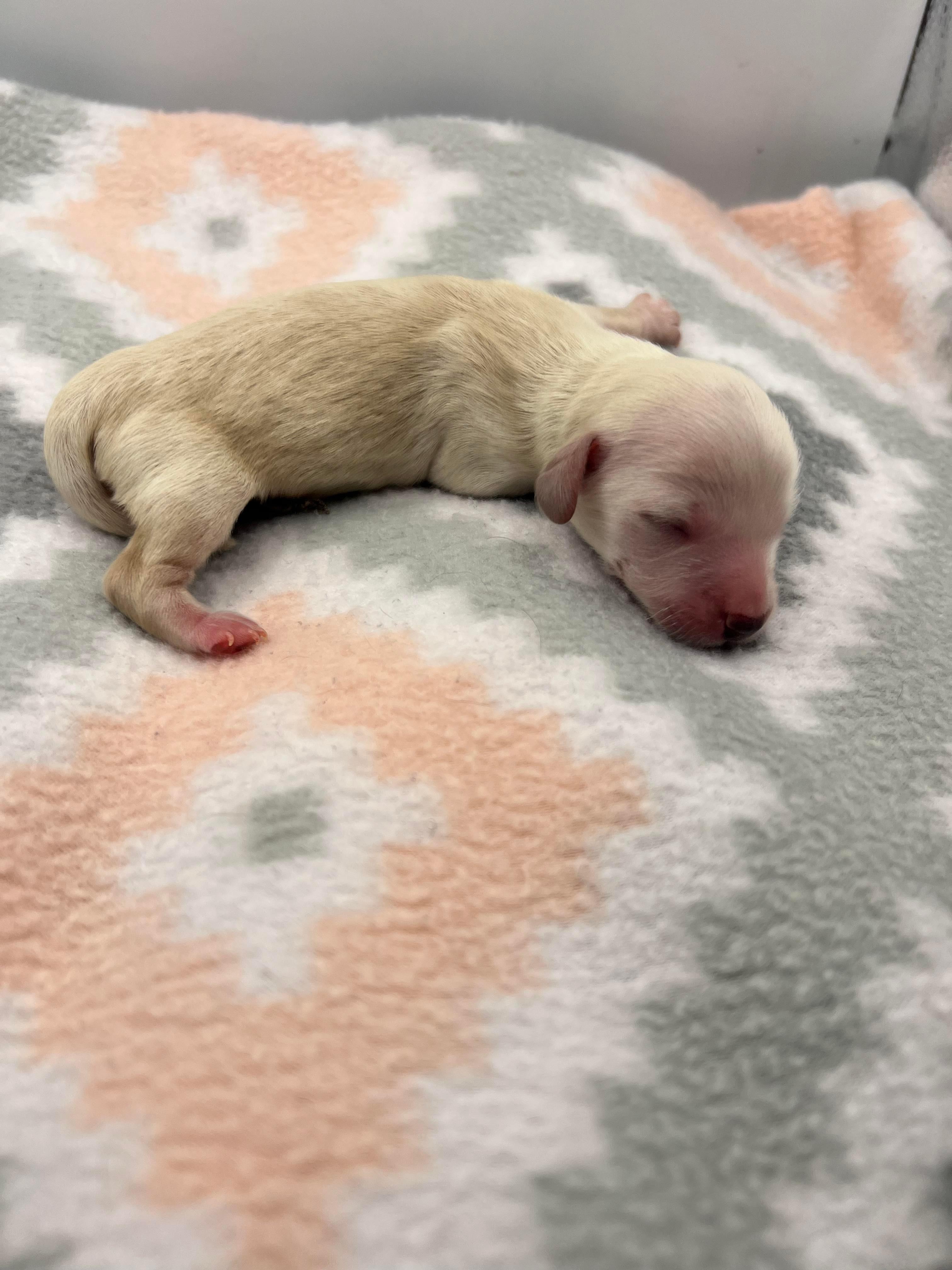 Mini Weenies in Florida | Dachshund puppies | Good Dog