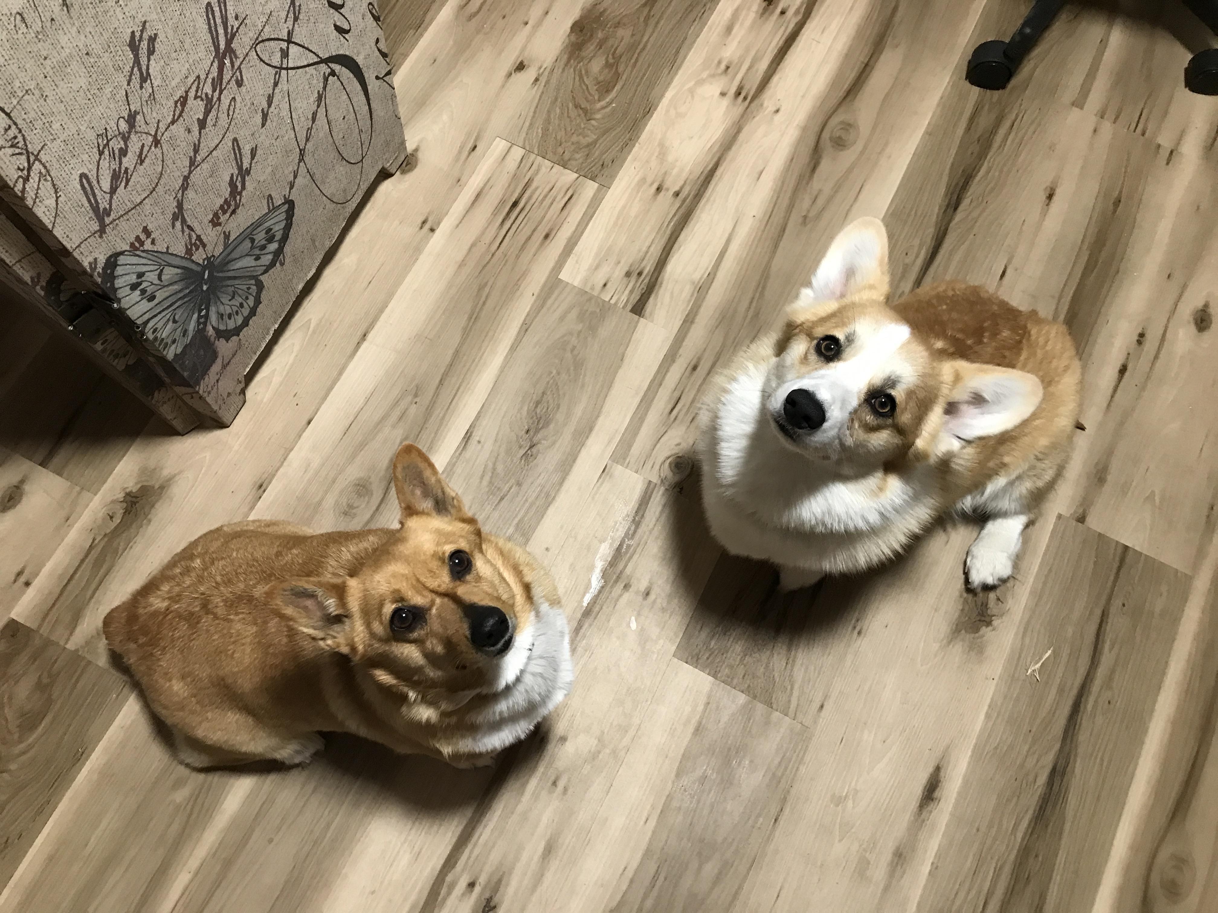 CorGizmo in Michigan | Pembroke Welsh Corgi puppies | Good Dog