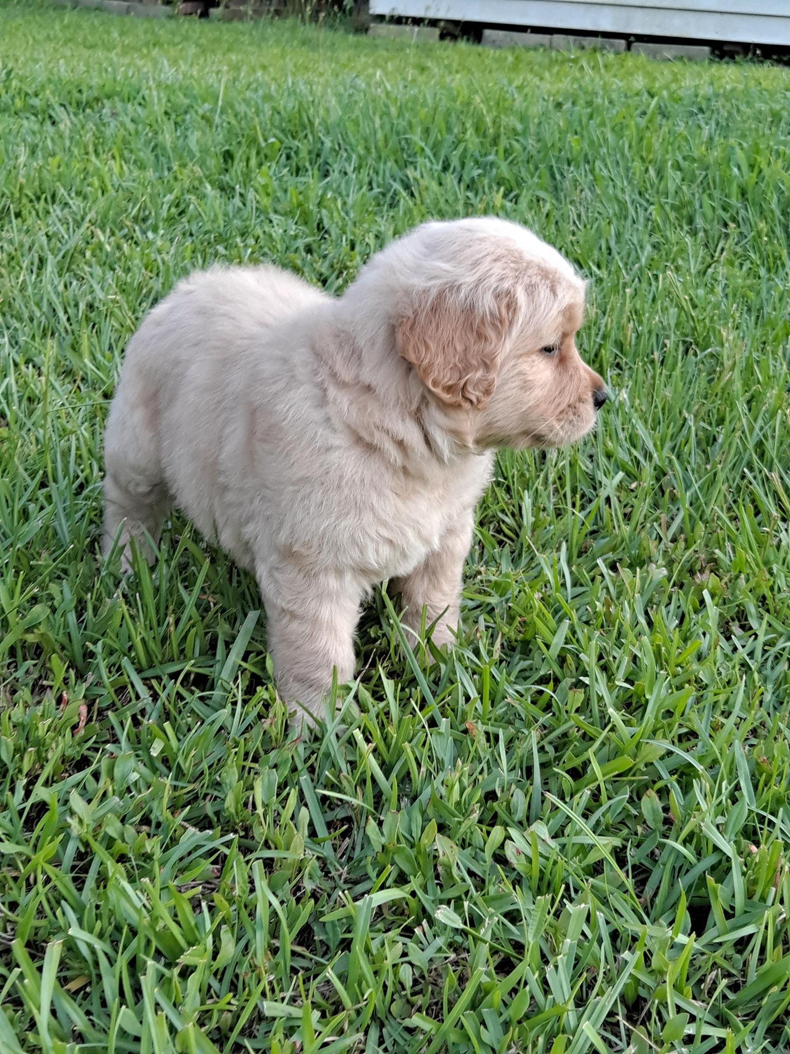 Satori Golden Retrievers in North Carolina | Golden Retriever puppies ...