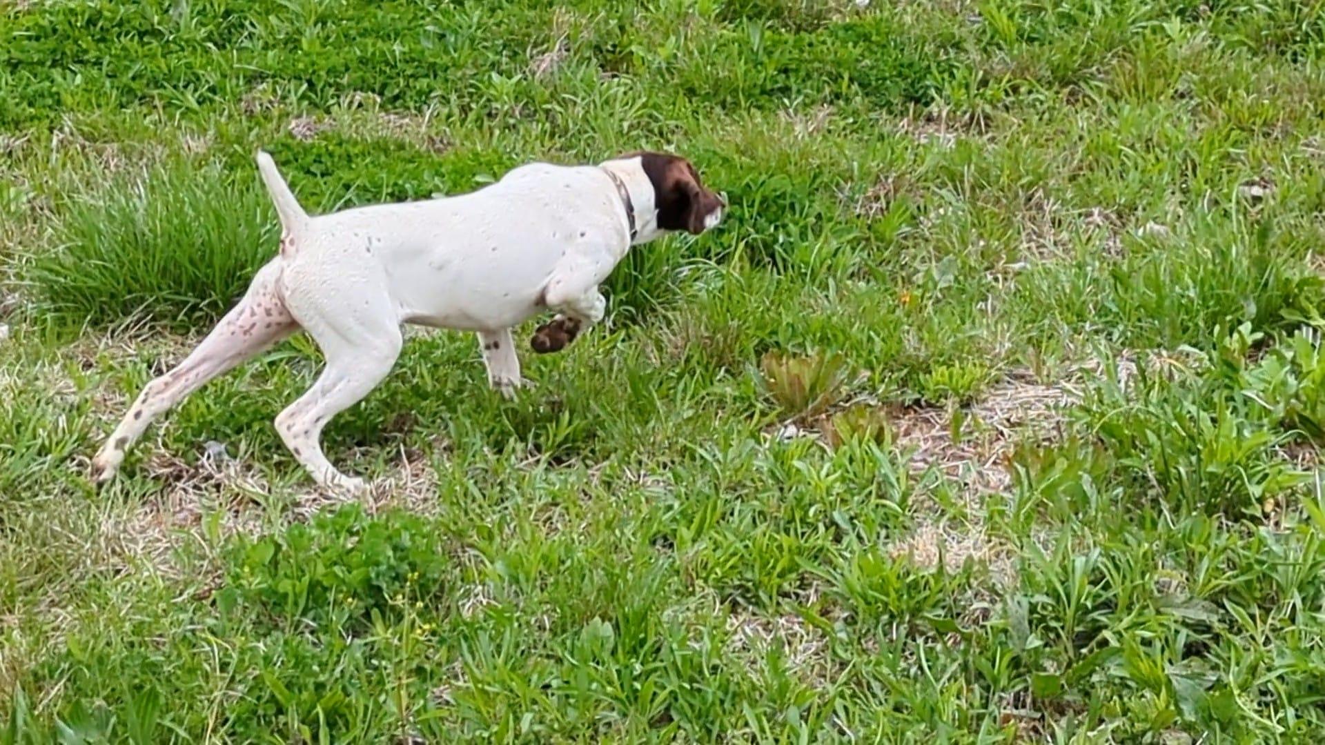 Big Daves Bird Dogs LLC, BDBD in Illinois | German Shorthaired Pointer ...